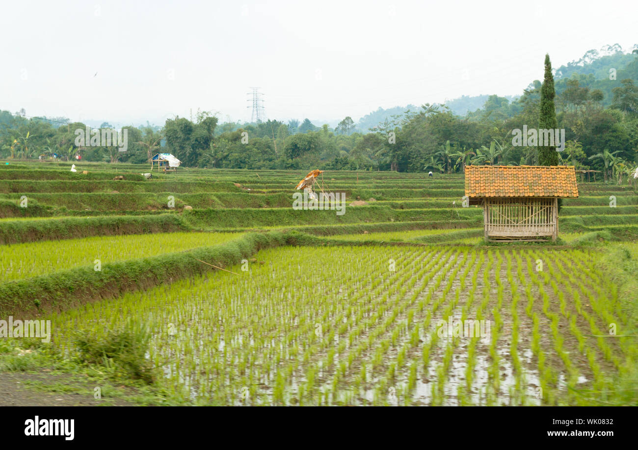 view of paddy field by the hillside with wooden hut on it Stock Photo ...
