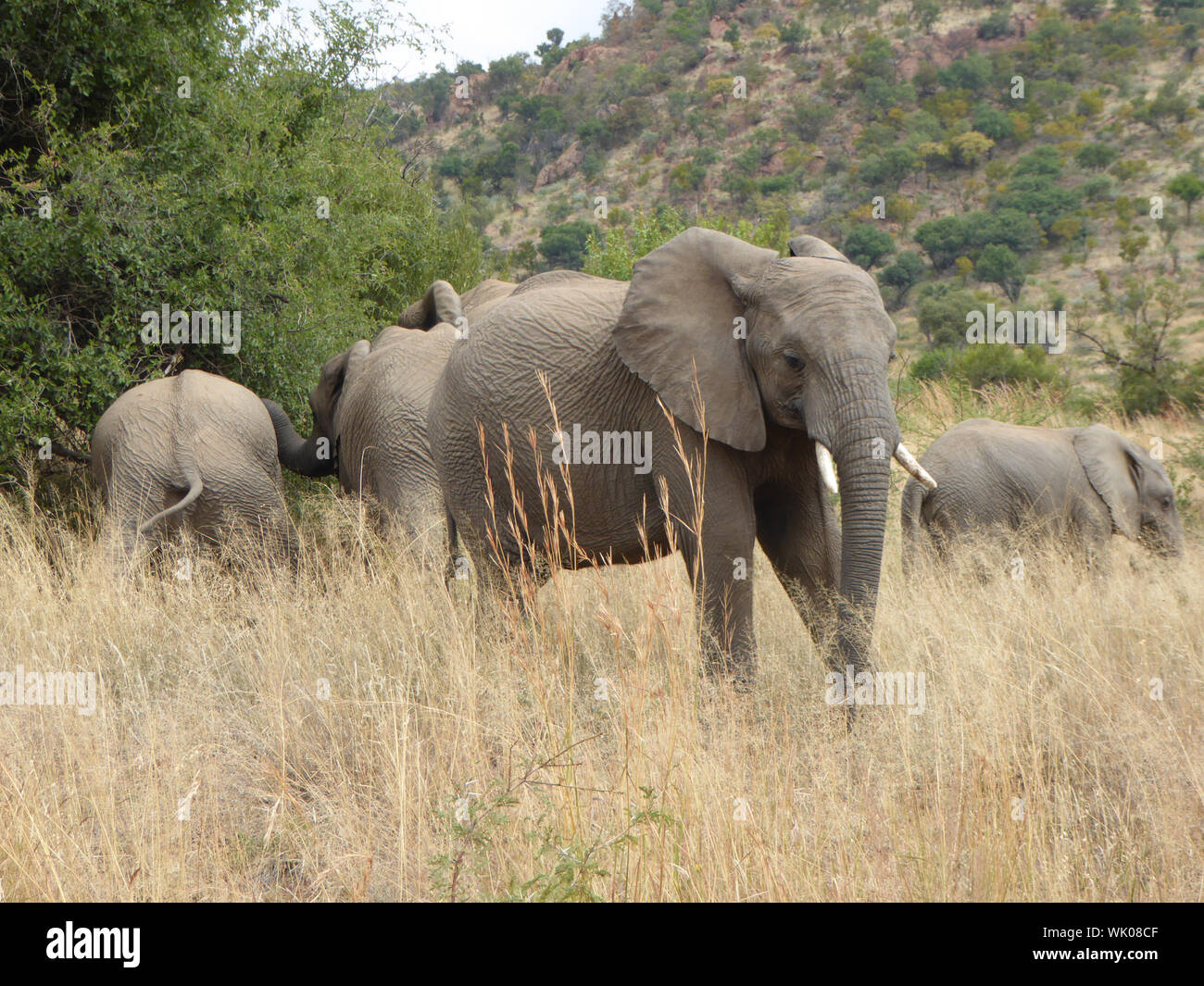 Elephants landscape hi-res stock photography and images - Alamy