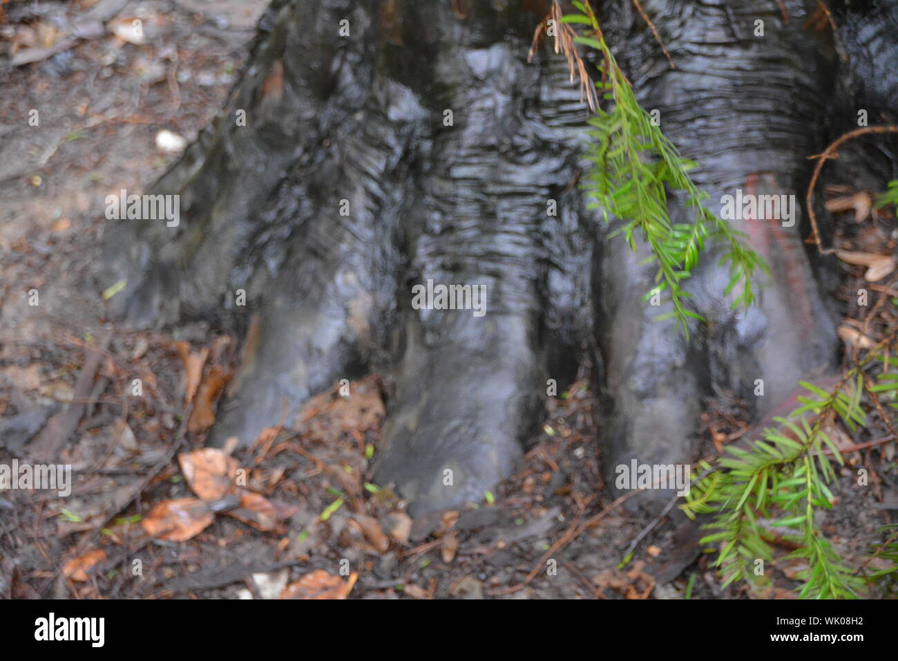 Tree base hi-res stock photography and images - Alamy