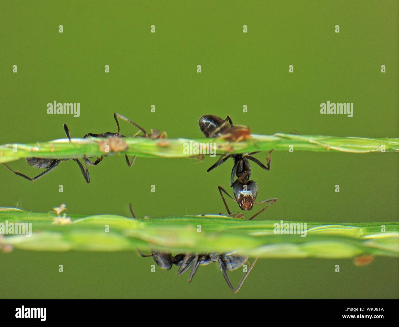 Ants on top hi-res stock photography and images - Alamy