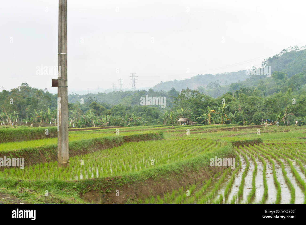 Young paddy in rows in paddy field terrace of Bandung, Jawa Stock Photo ...