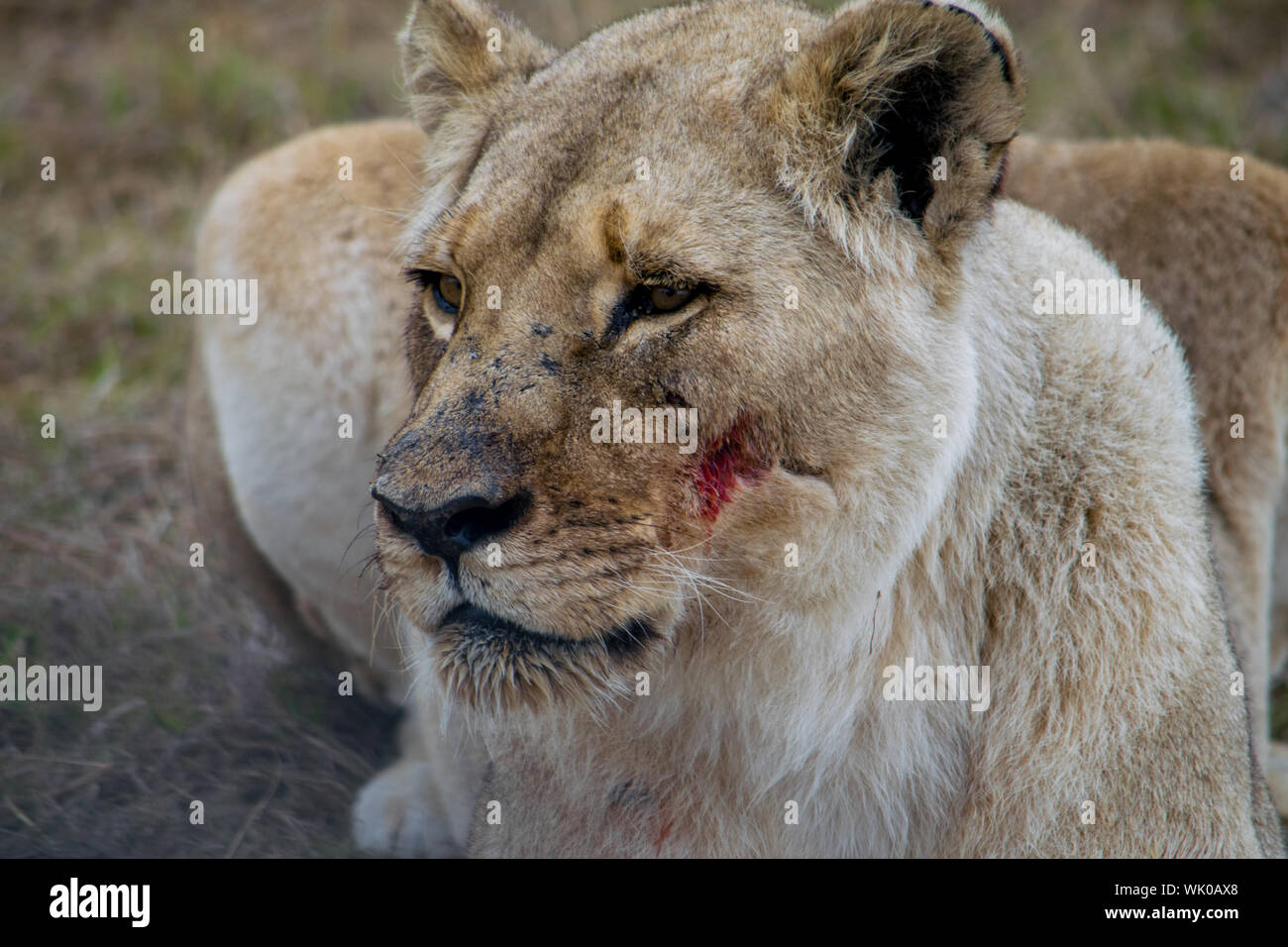 Lion injury hi-res stock photography and images - Alamy