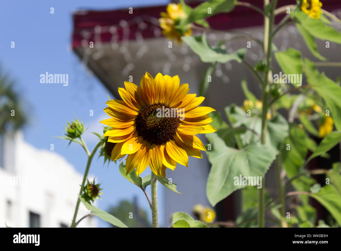 Sunflower Blooming In Back Yard Stock Photo - Alamy