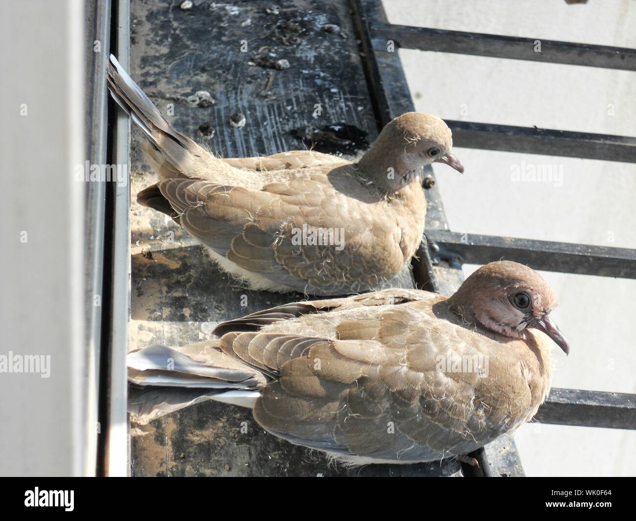 Two mourning doves hi-res stock photography and images - Alamy Two mourning doves hi-res stock photography and images - Alamy