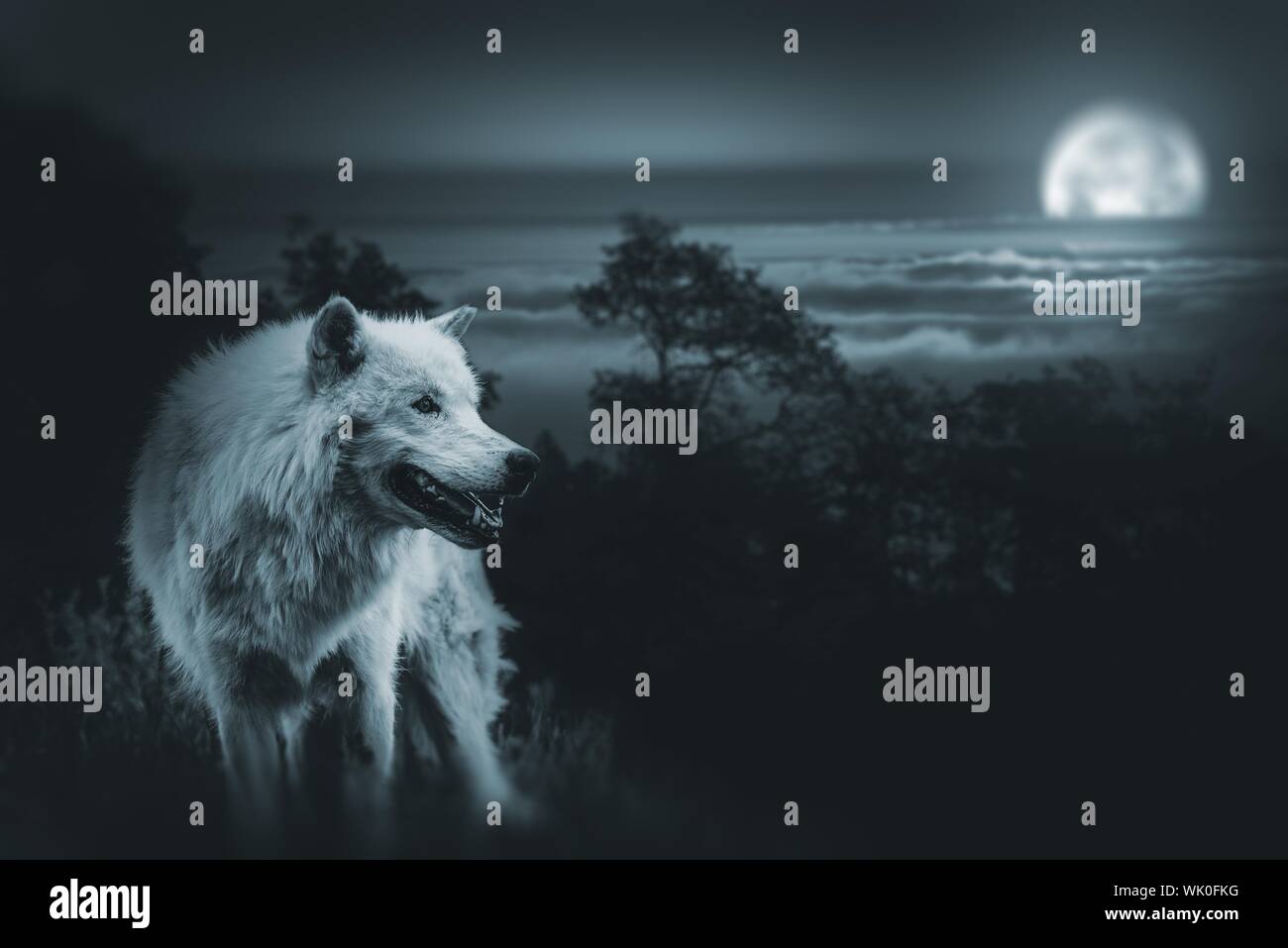 Night of the wolf hi-res stock photography and images - Alamy