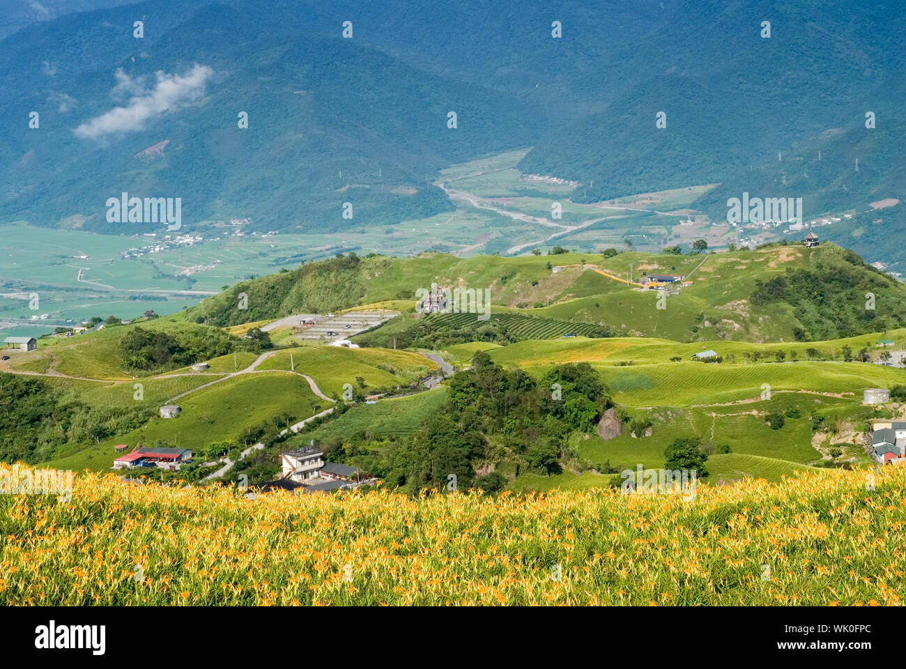 It is beautiful and colorful tiger lily farm Stock Photo - Alamy