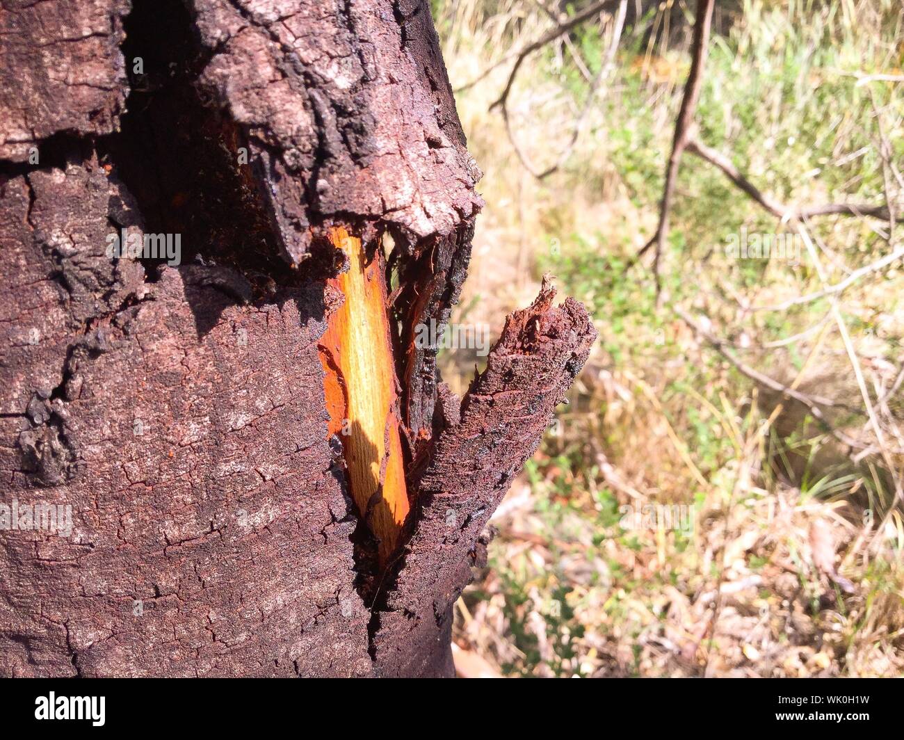 Trunk broken hi-res stock photography and images - Alamy