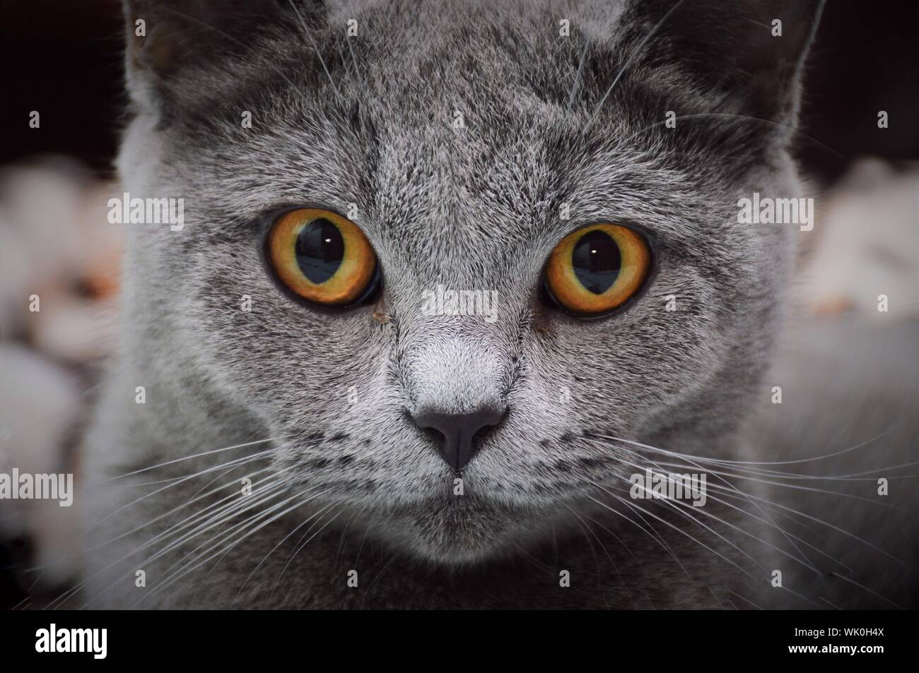 Chartreux cat portrait hi-res stock photography and images - Alamy