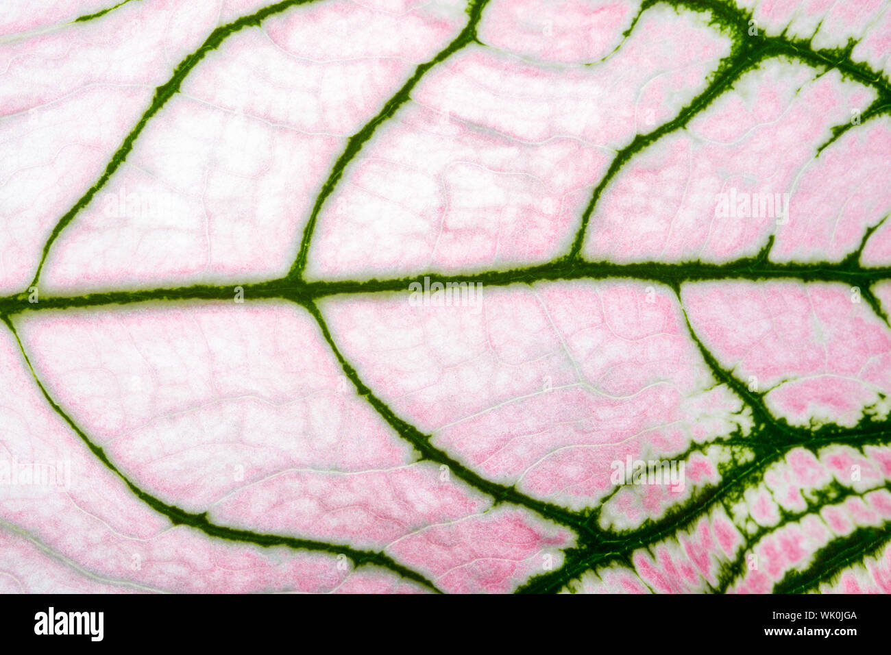 Variegated leaf pattern hi-res stock photography and images - Alamy