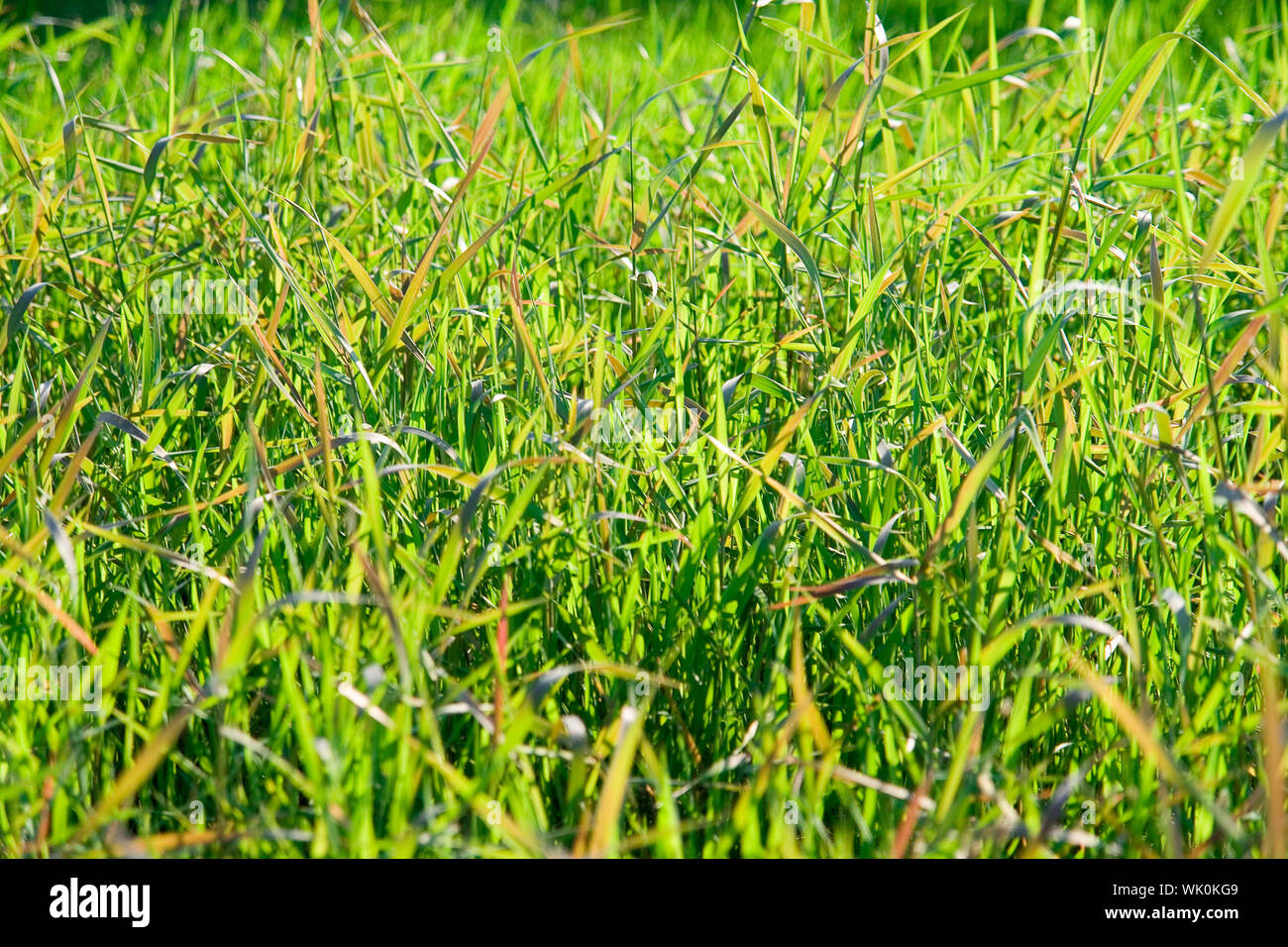 green grass on spring meadow Stock Photo - Alamy