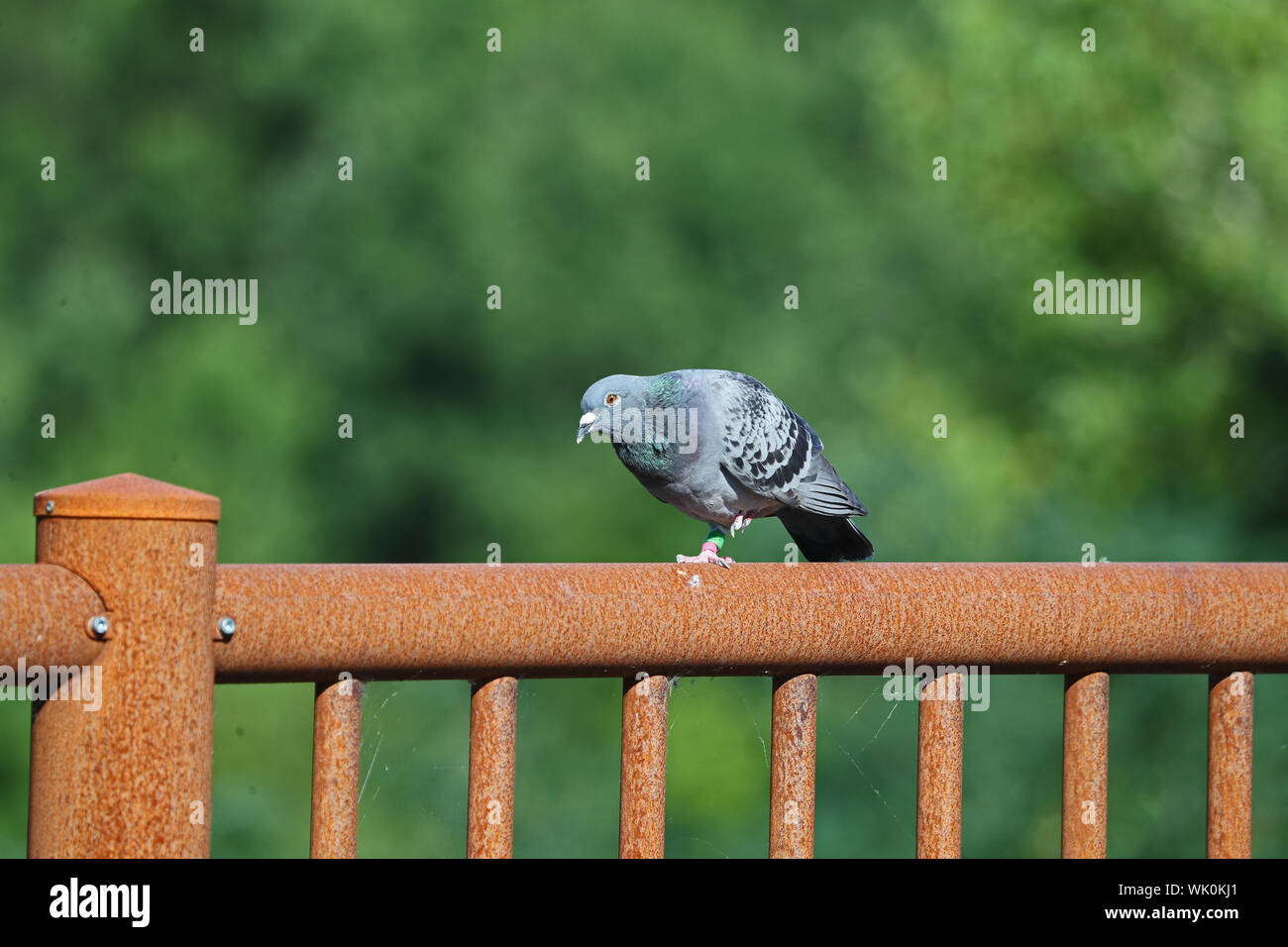 homing pigeon, racing pigeon or domestic messenger pigeon Latin columba ...