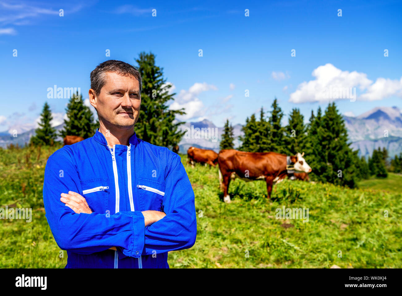 Herdsman standing in front of cows in alpine mountains Stock Photo - Alamy