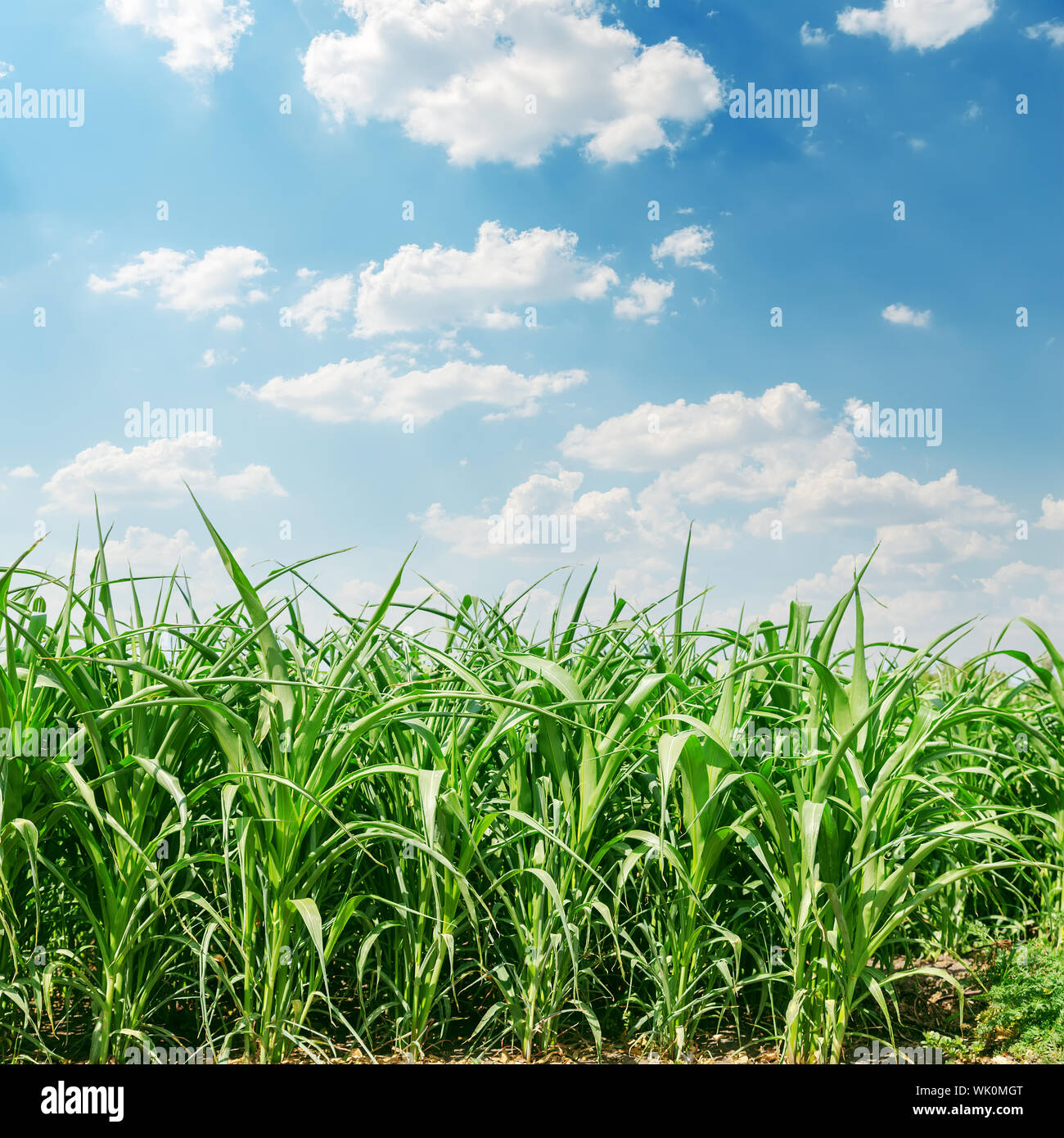 green maize field and clouds in sky Stock Photo - Alamy