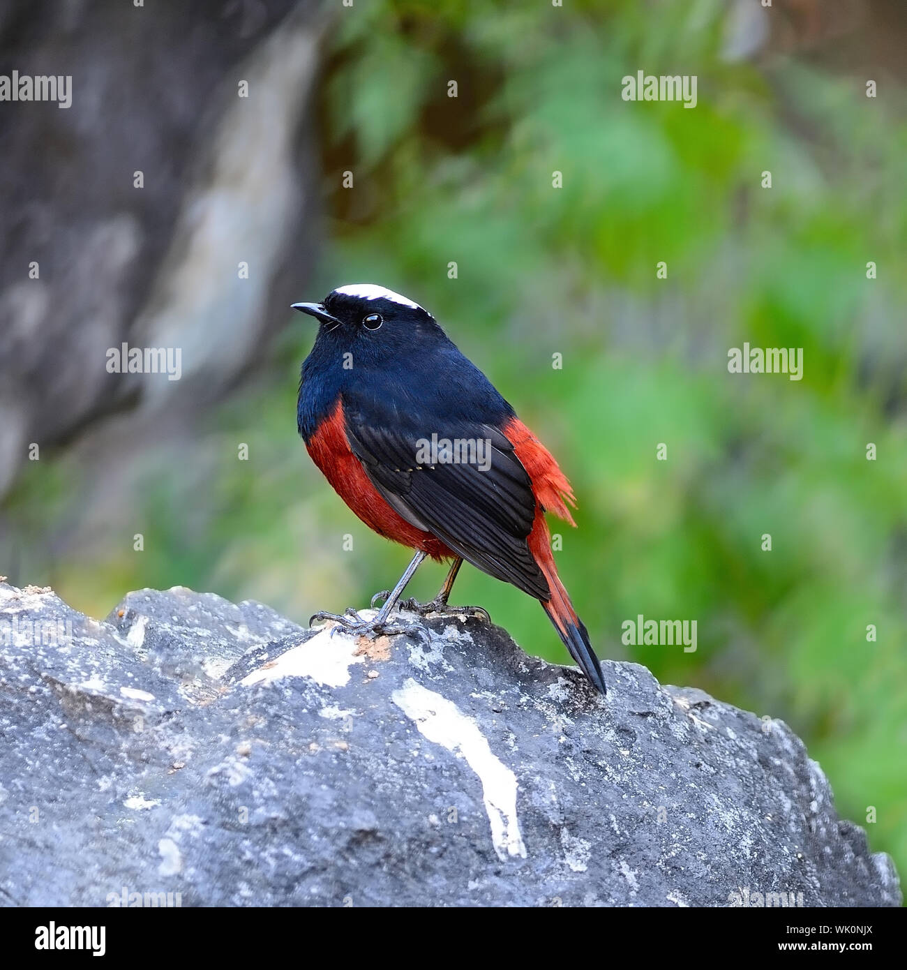 Beautiful red and black bird, White-capped Water Redstart ...