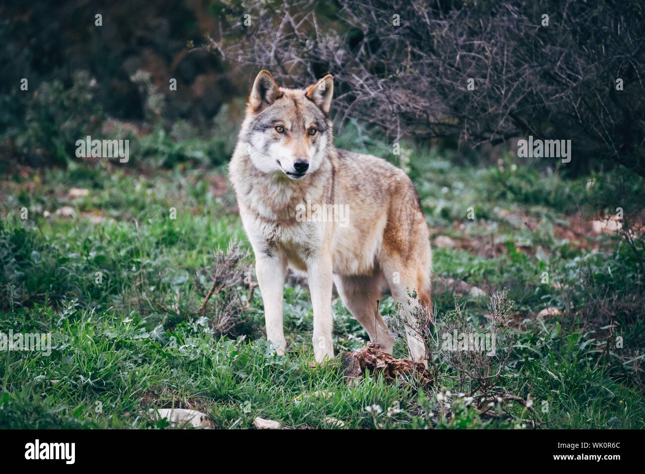 Standing wolf hi-res stock photography and images - Alamy