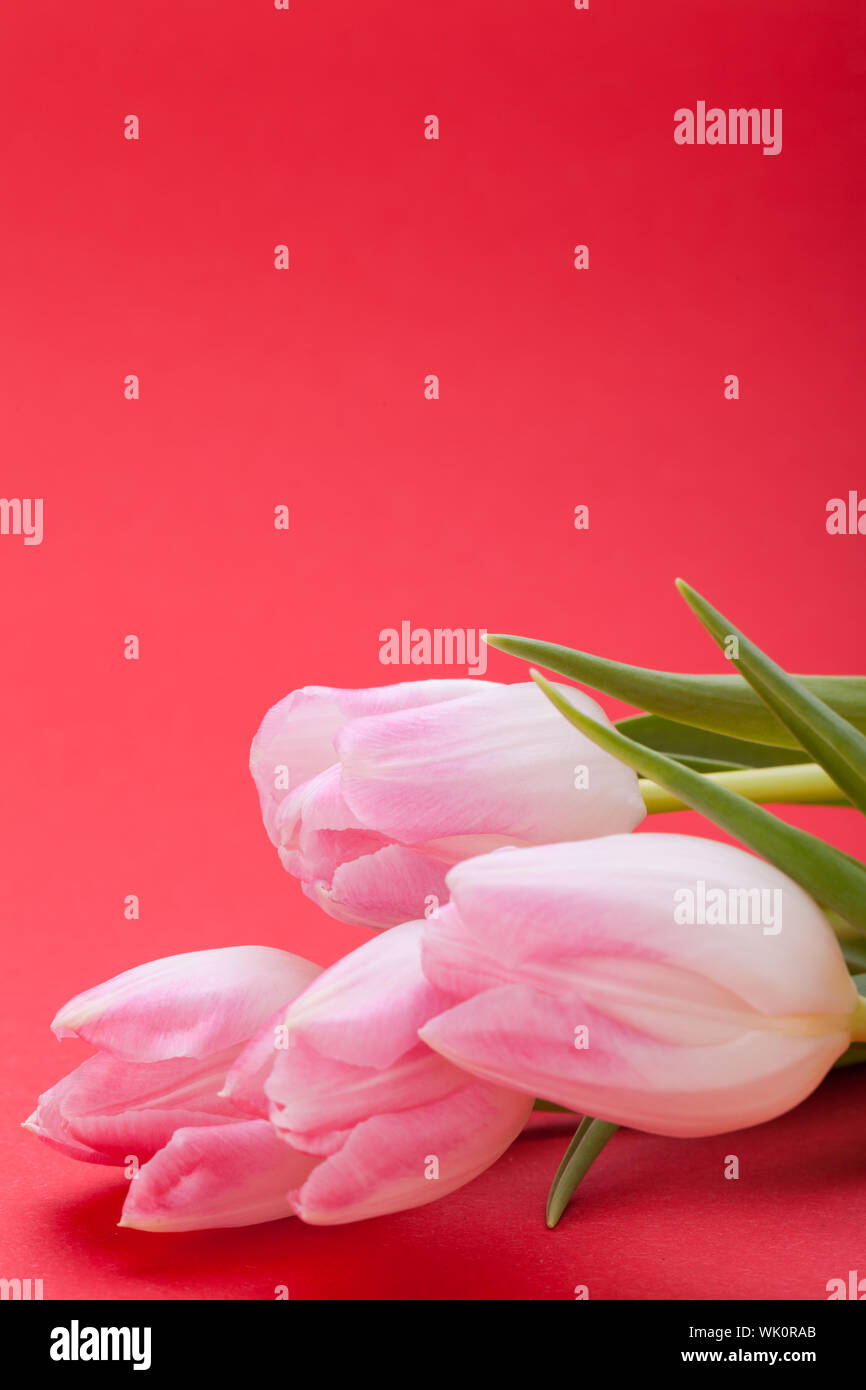 Spring background of dainty pink tulips Stock Photo - Alamy