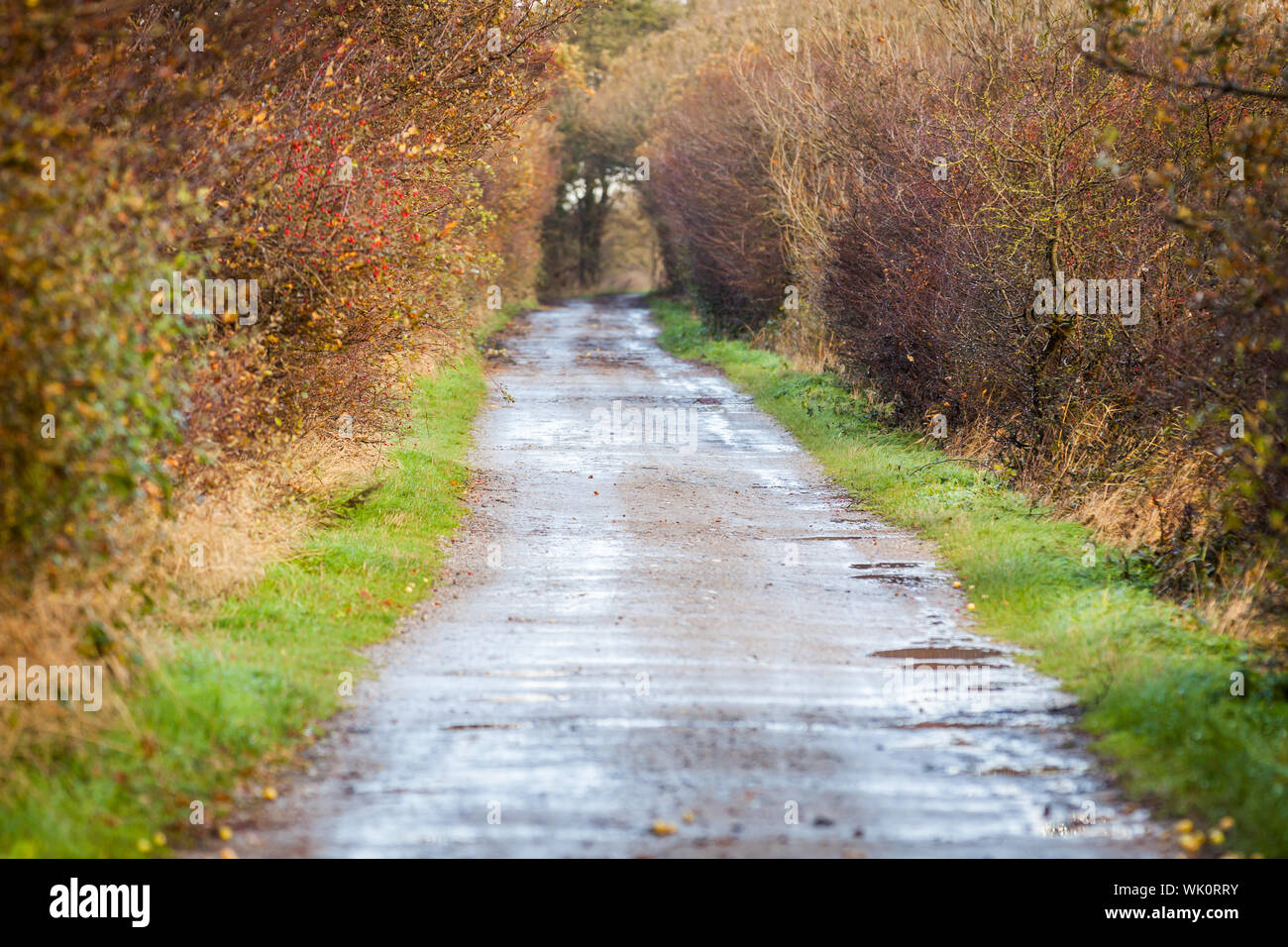 landscape and street in autumn spring outdoor Stock Photo - Alamy