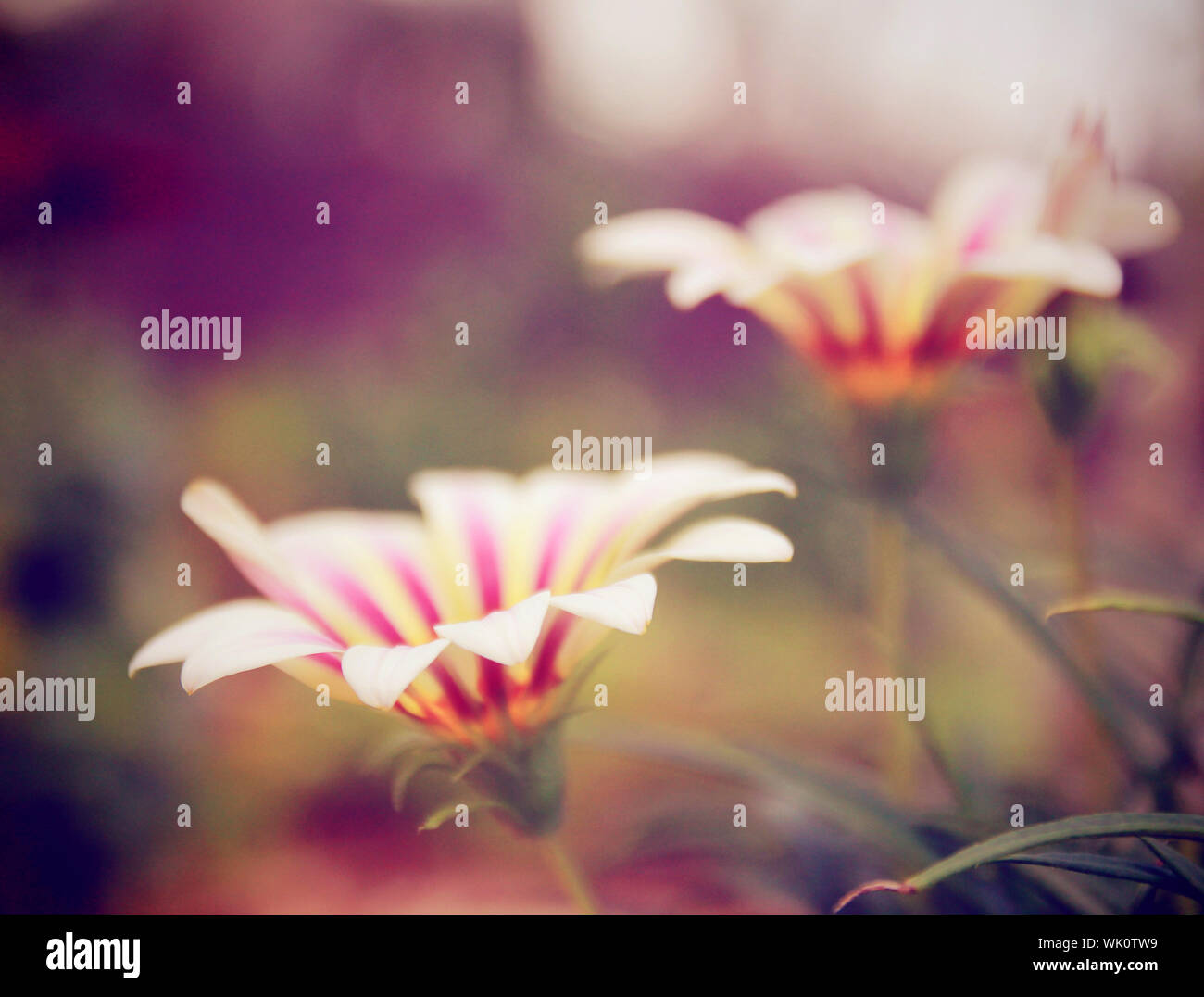 Close up flowers with retro filter effect Stock Photo - Alamy