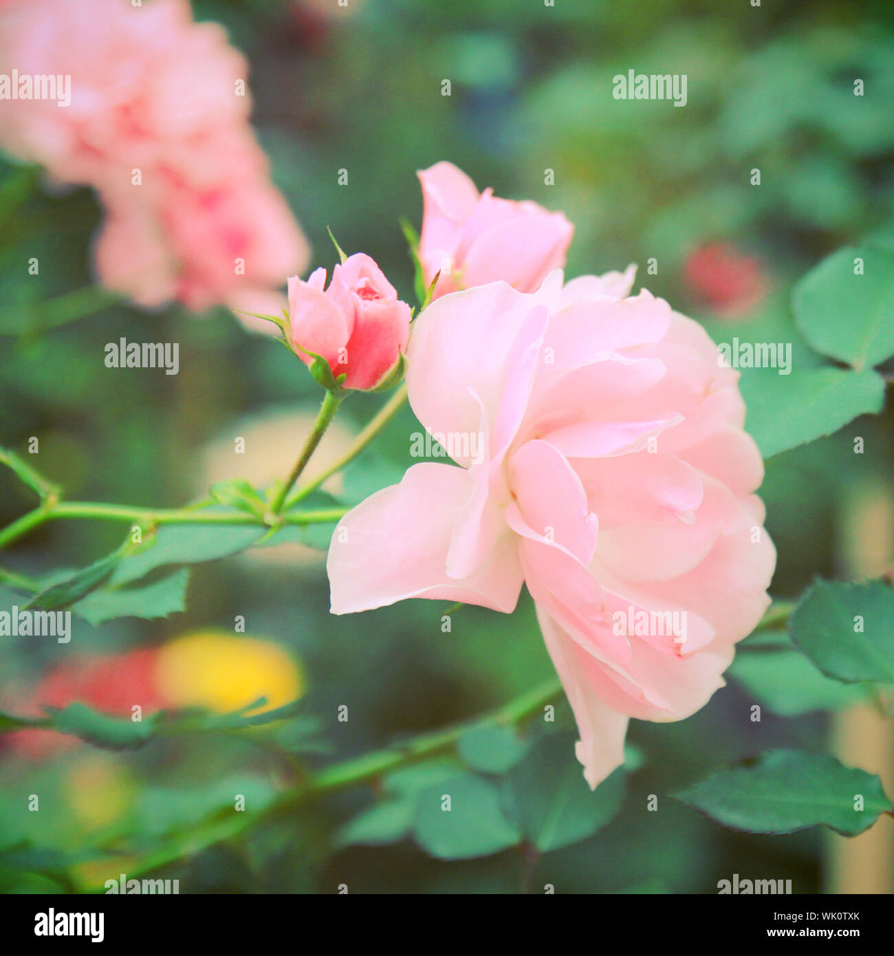 Pink rose in garden with retro filter effect Stock Photo - Alamy
