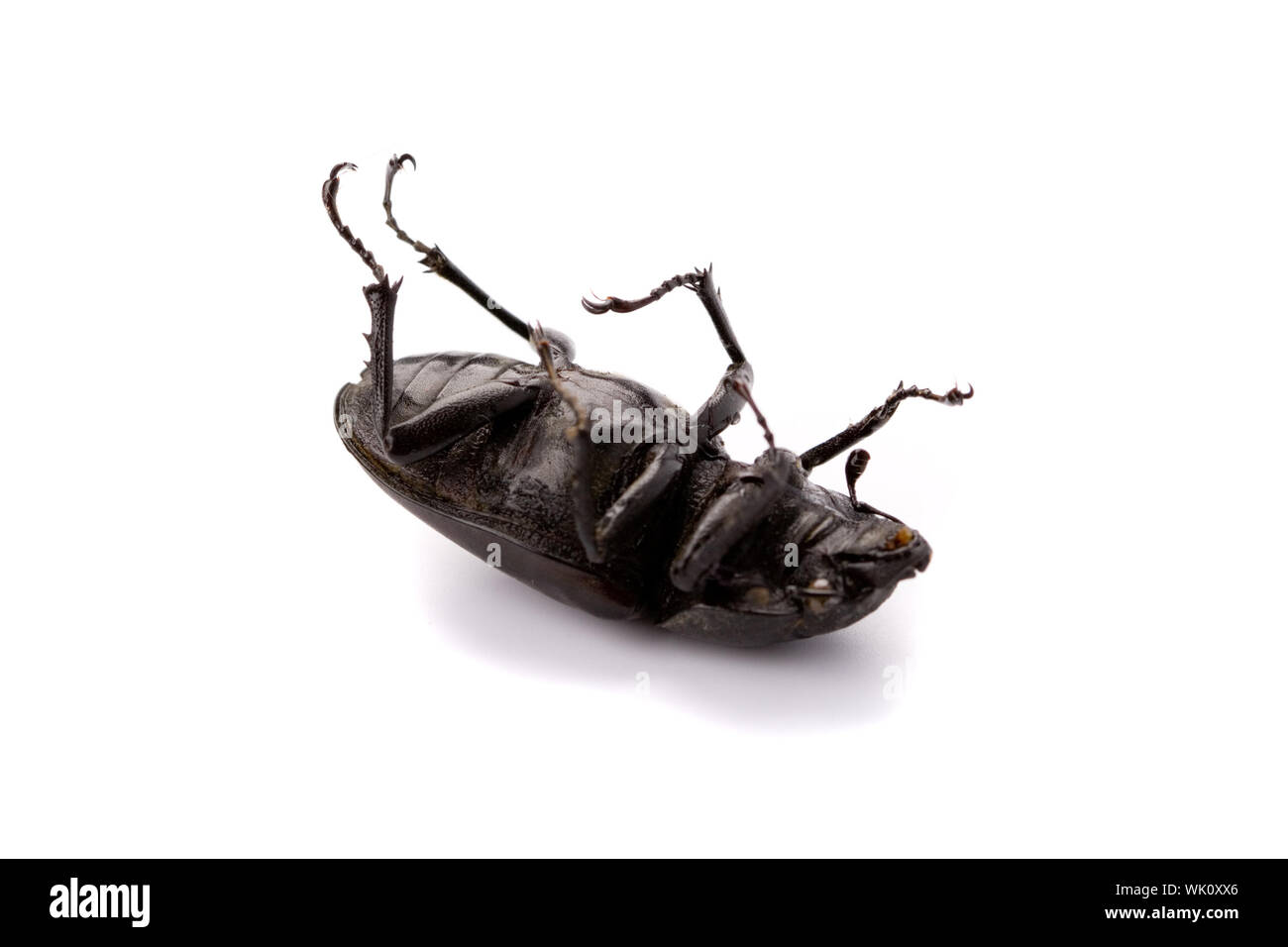 dead bug isolated on white background Stock Photo - Alamy