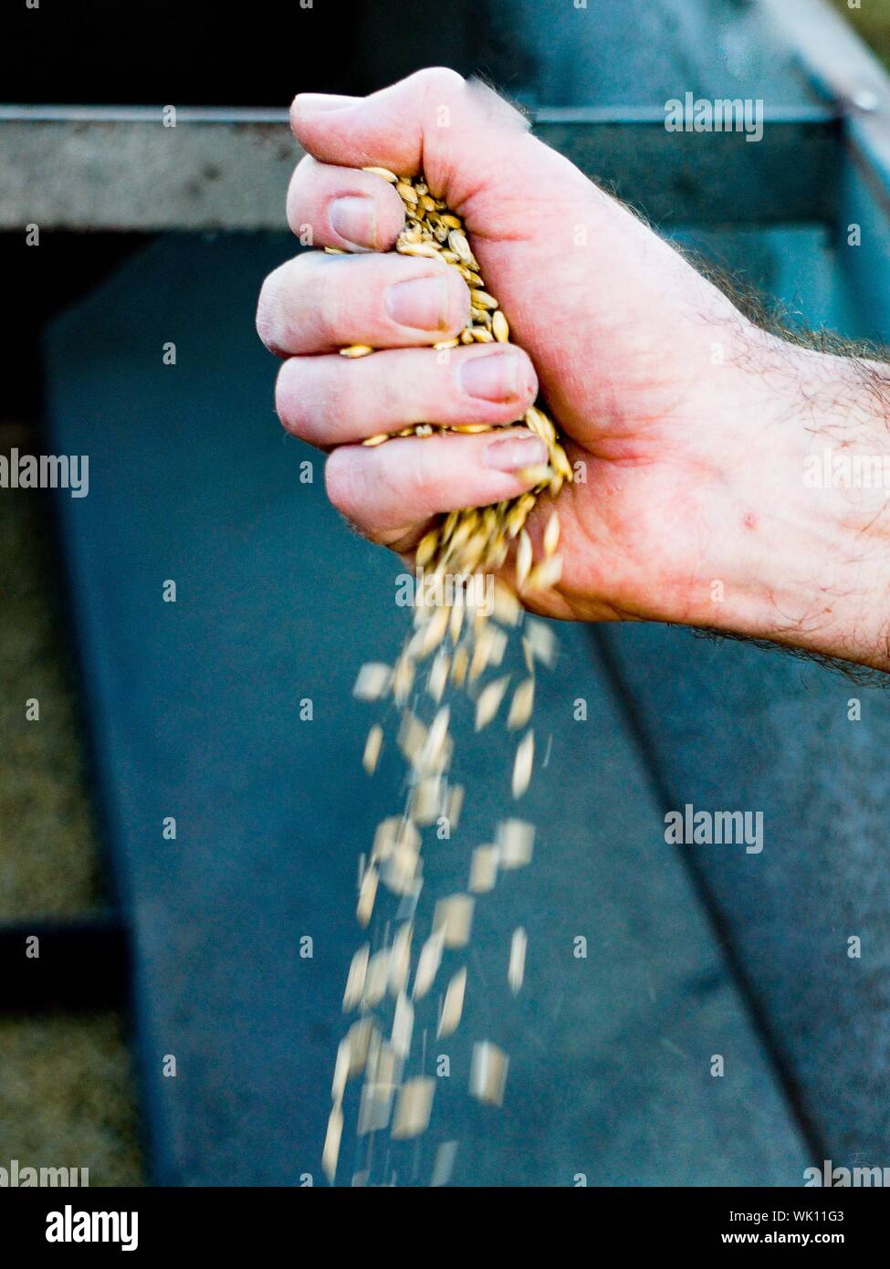 Human hand,wheat grains hi-res stock photography and images - Alamy