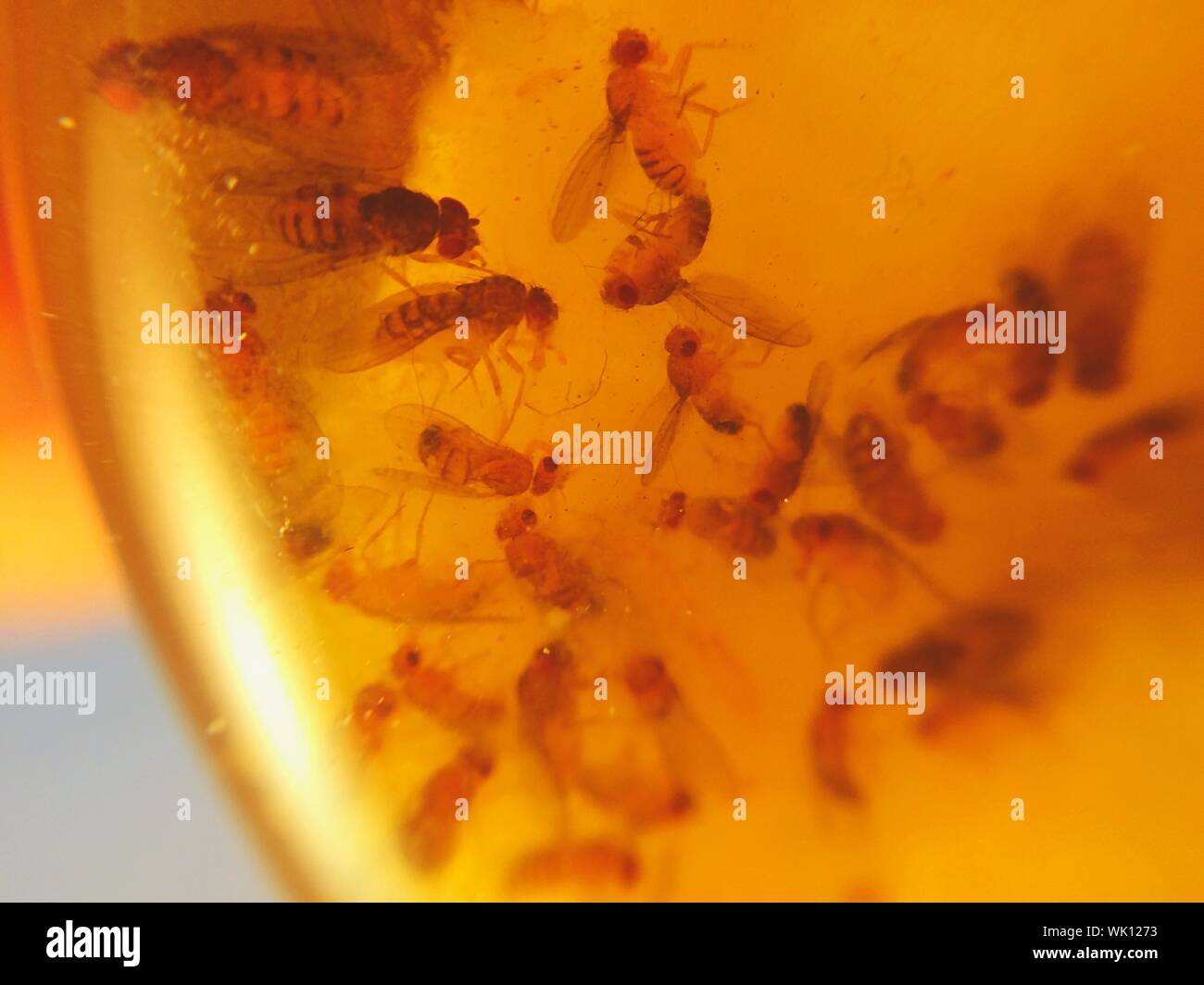 Insects in jar hi-res stock photography and images - Alamy