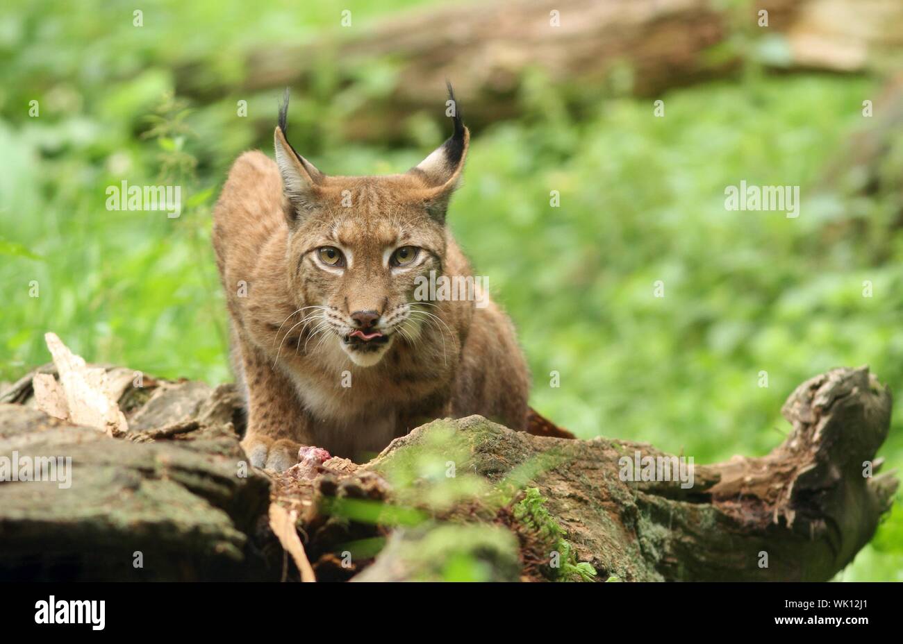 Lynx sticking out his hi-res stock photography and images - Alamy