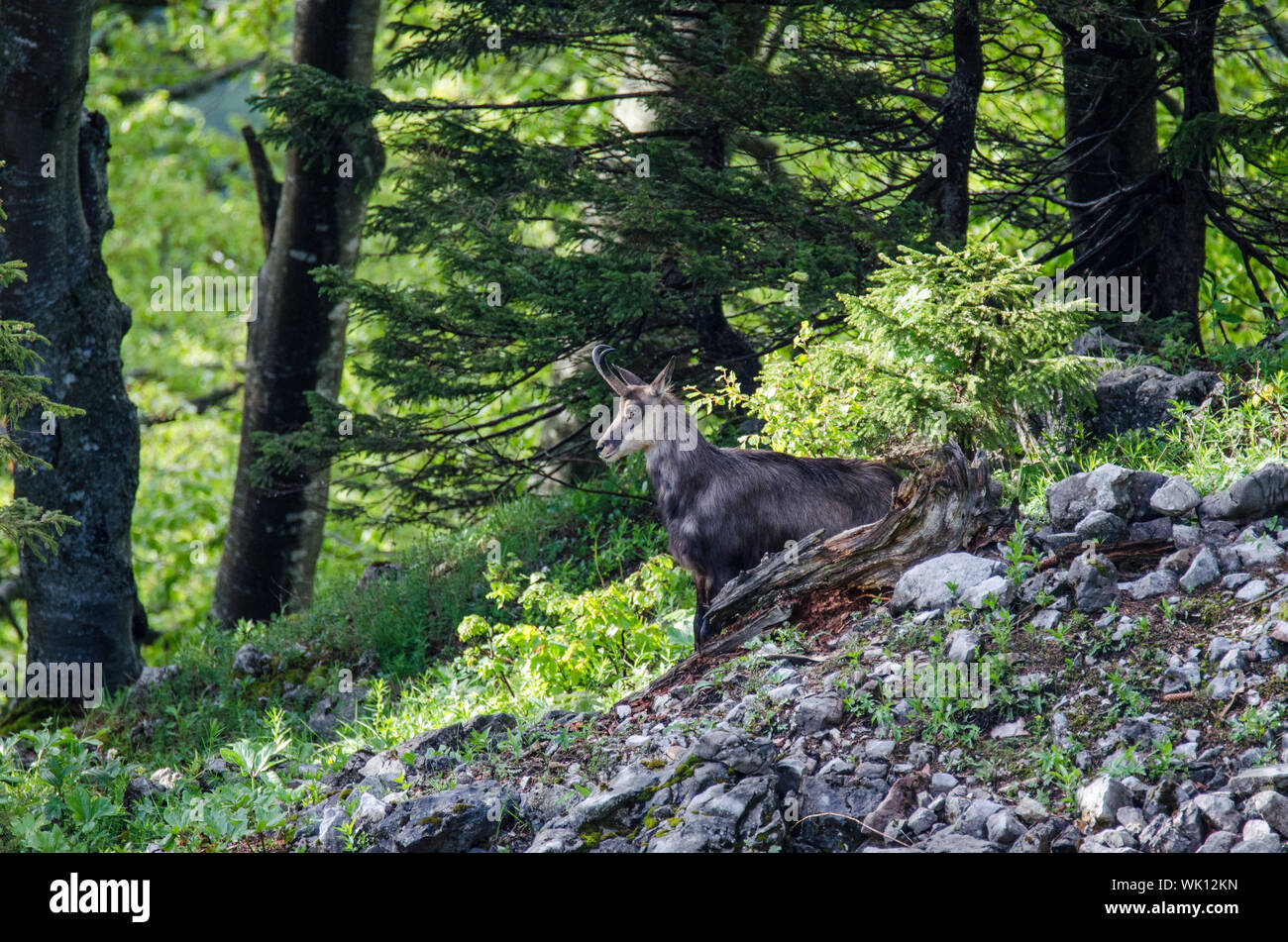 Forest goat hi-res stock photography and images - Alamy