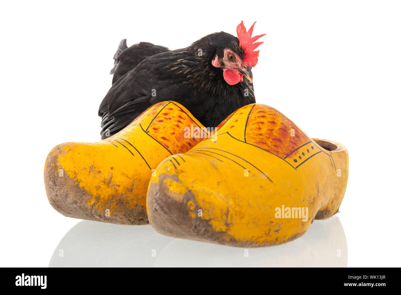 Black chicken on Dutch wooden clogs Stock Photo - Alamy