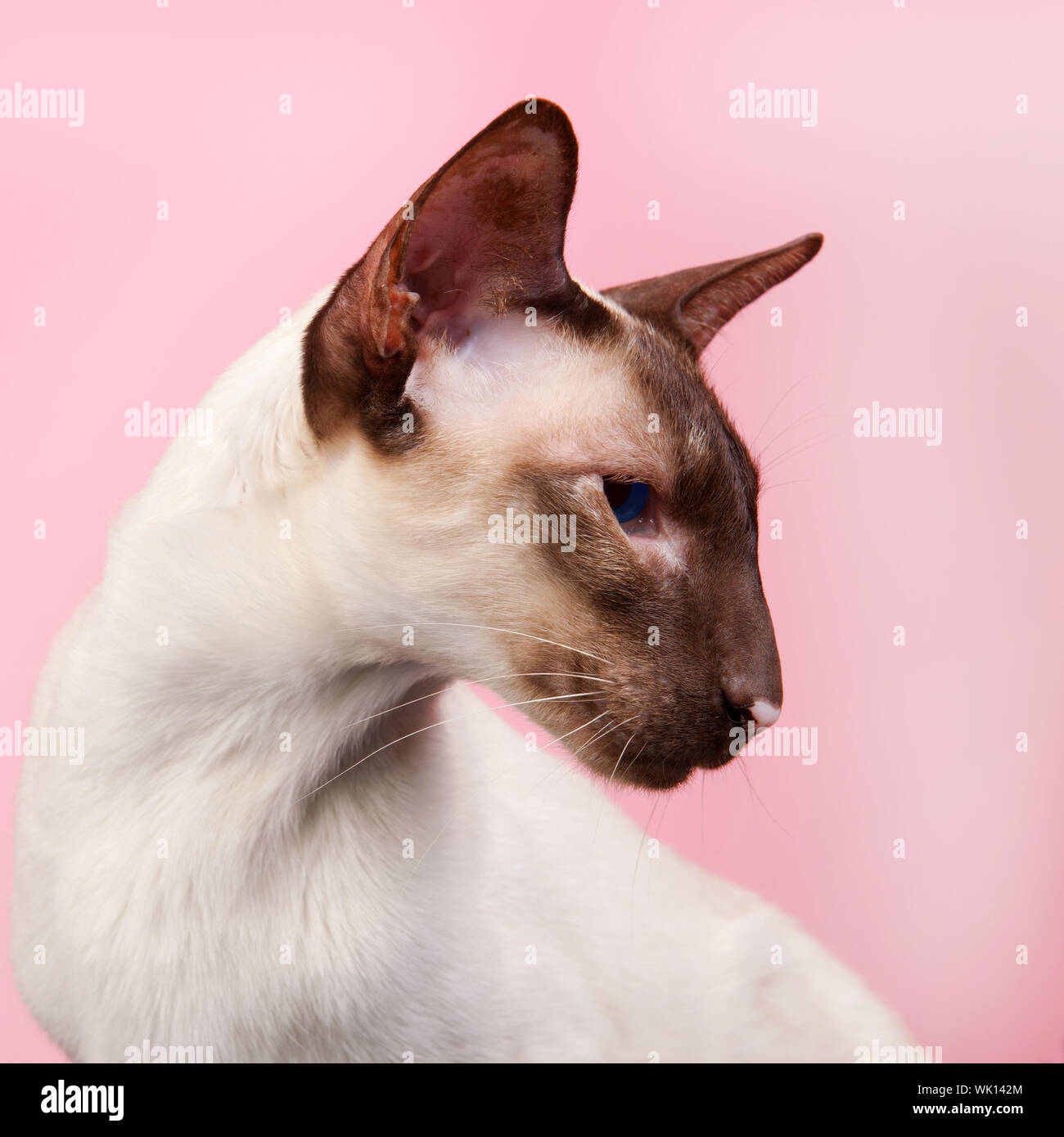 Seal point Siamese cat with blue eyes on pink background Stock Photo ...