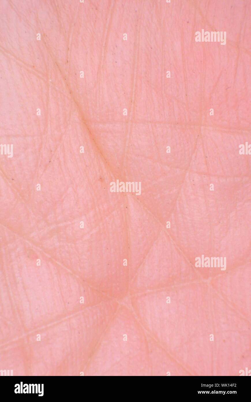 Human skin macro hi-res stock photography and images - Alamy