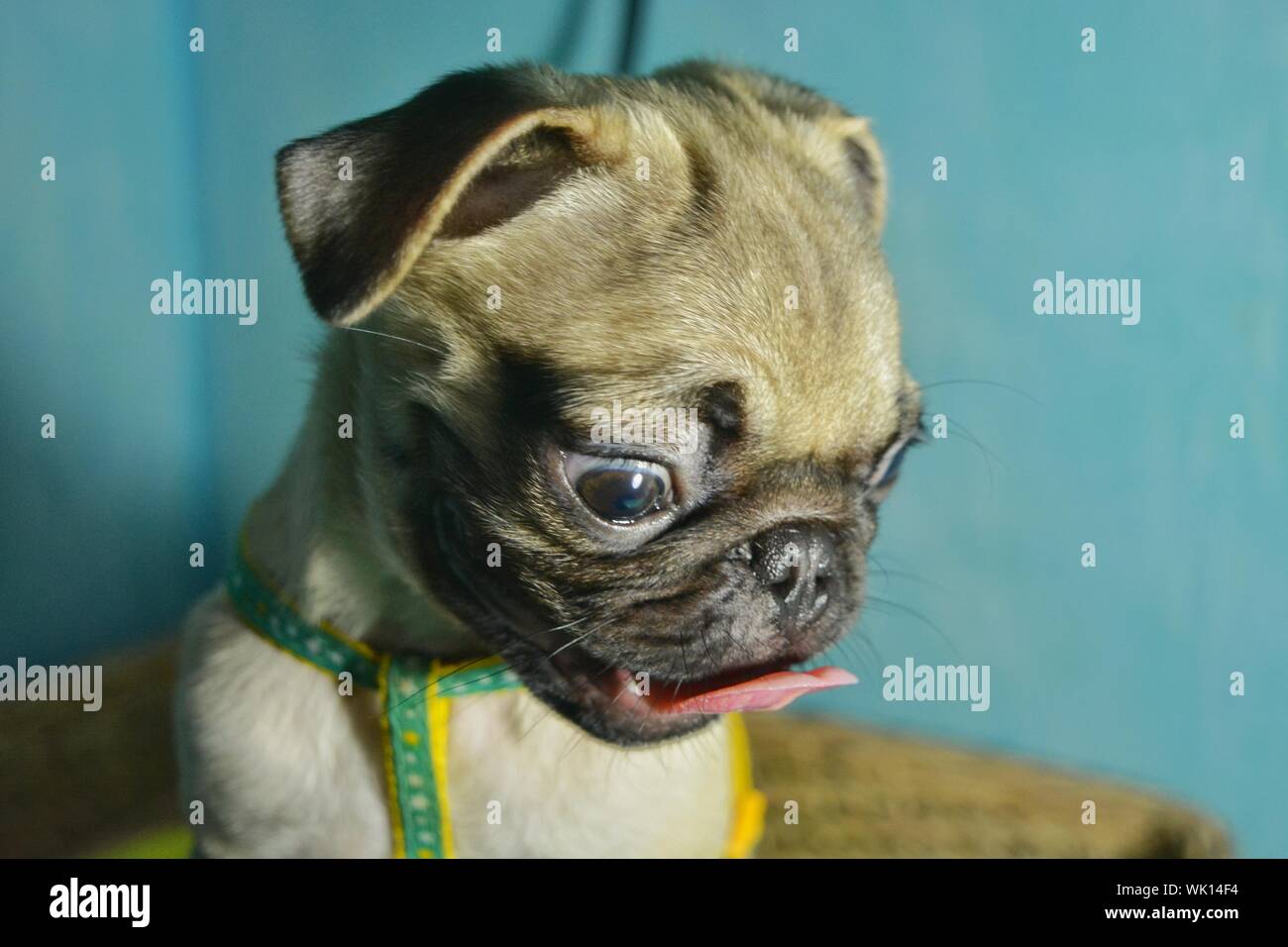 Pug Tongue High Resolution Stock Photography and Images - Alamy