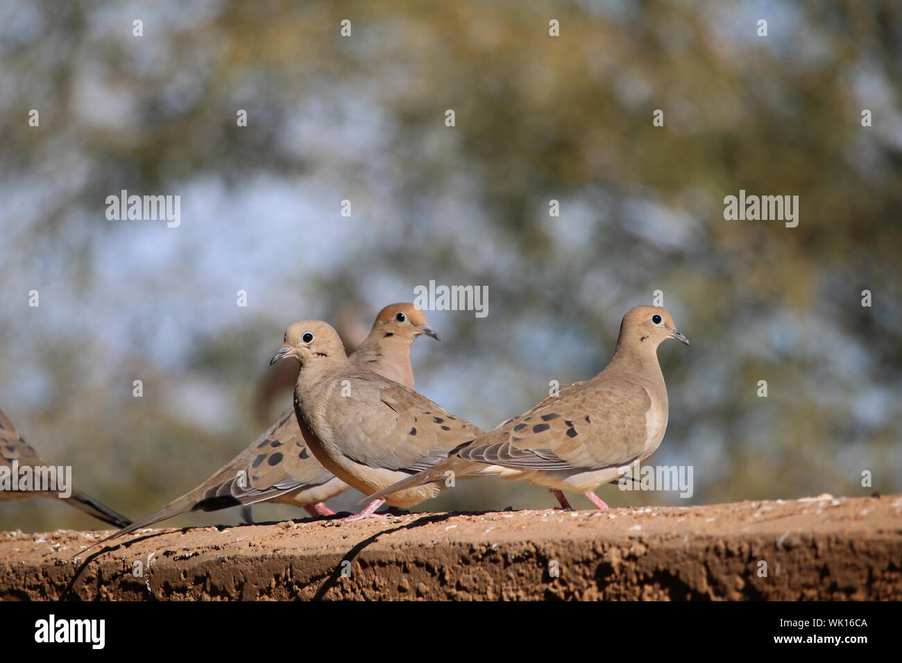 Mourning wall hi-res stock photography and images - Alamy