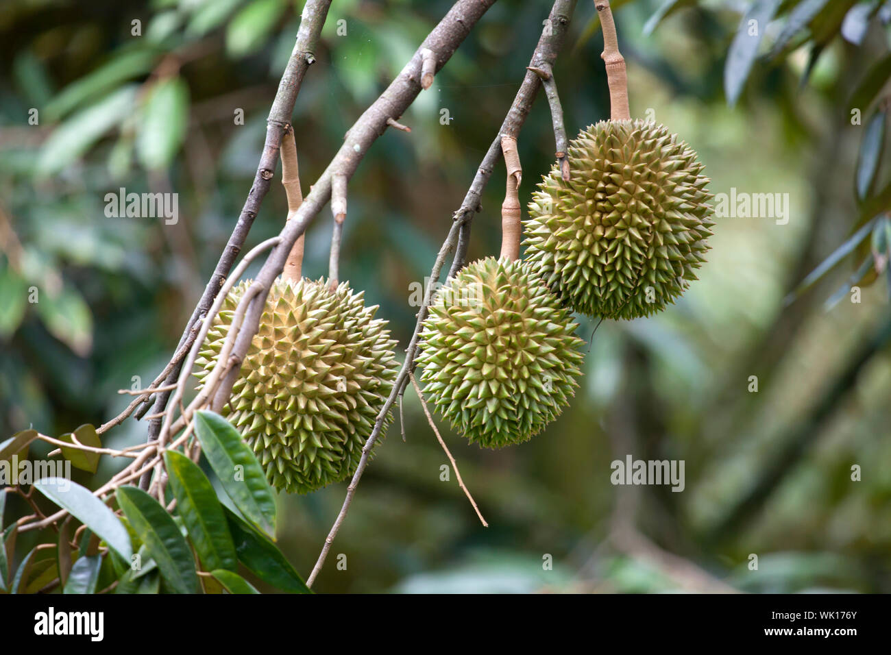 Growing durian hi-res stock photography and images - Alamy