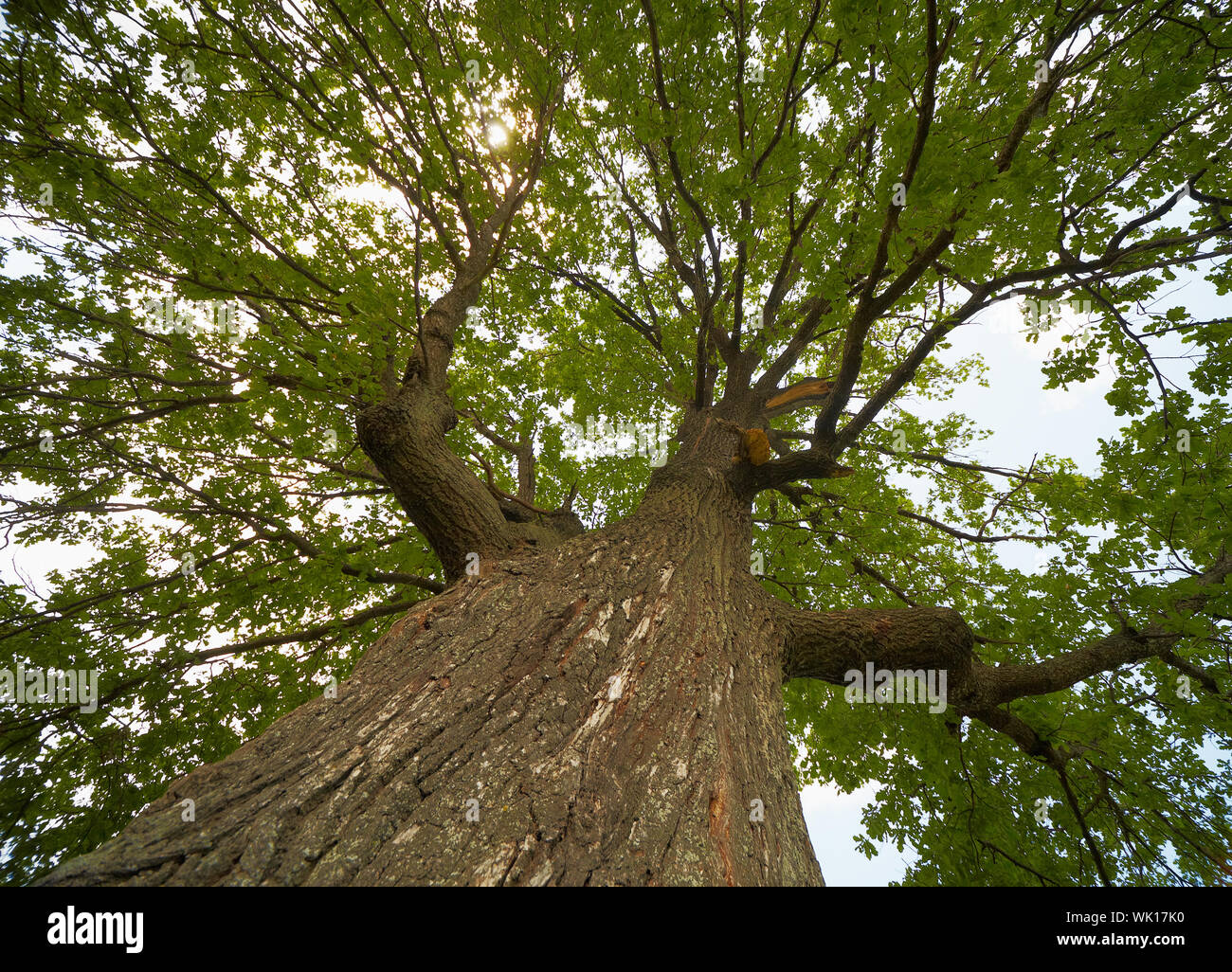 The high crown of an old oak Stock Photo - Alamy