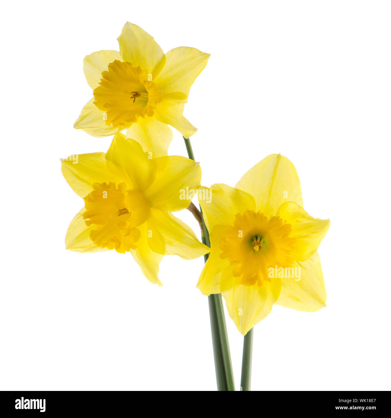 Yellow jonquil flowers isolated on white background Stock Photo - Alamy