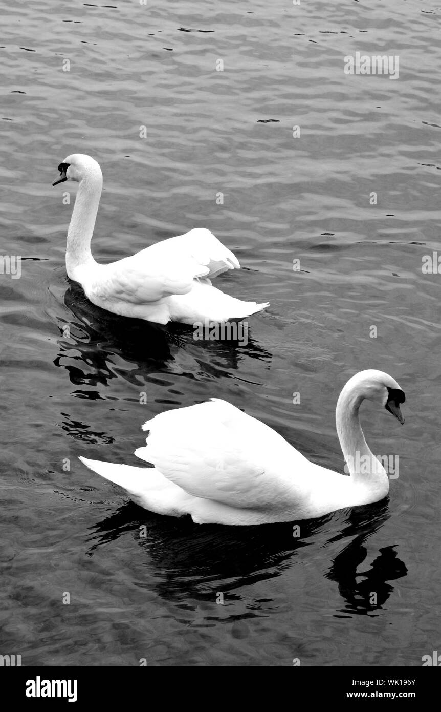 Floating birds hi-res stock photography and images - Alamy