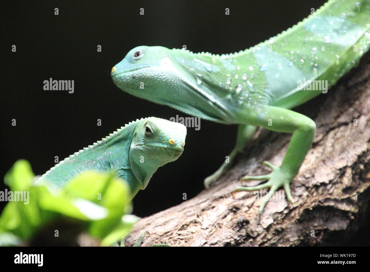 Bearded water dragon hi-res stock photography and images - Alamy