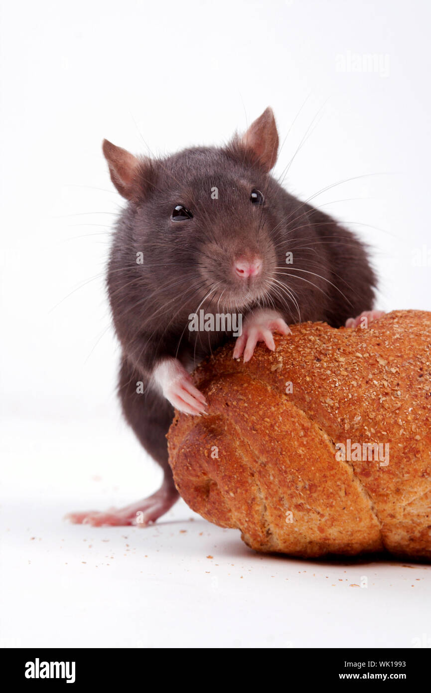 Rats very clever and artful rodents Stock Photo - Alamy