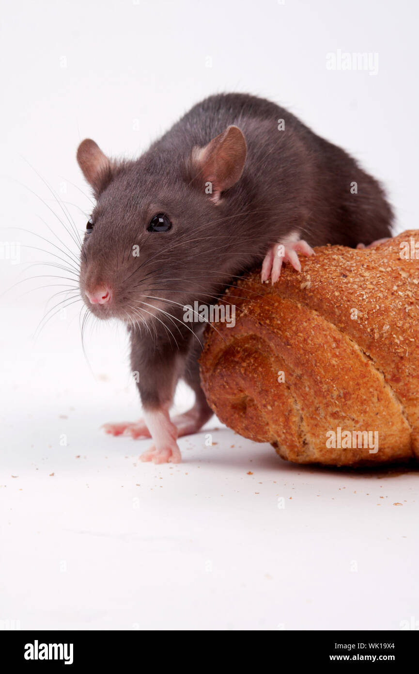 Rats very clever and artful rodents Stock Photo - Alamy