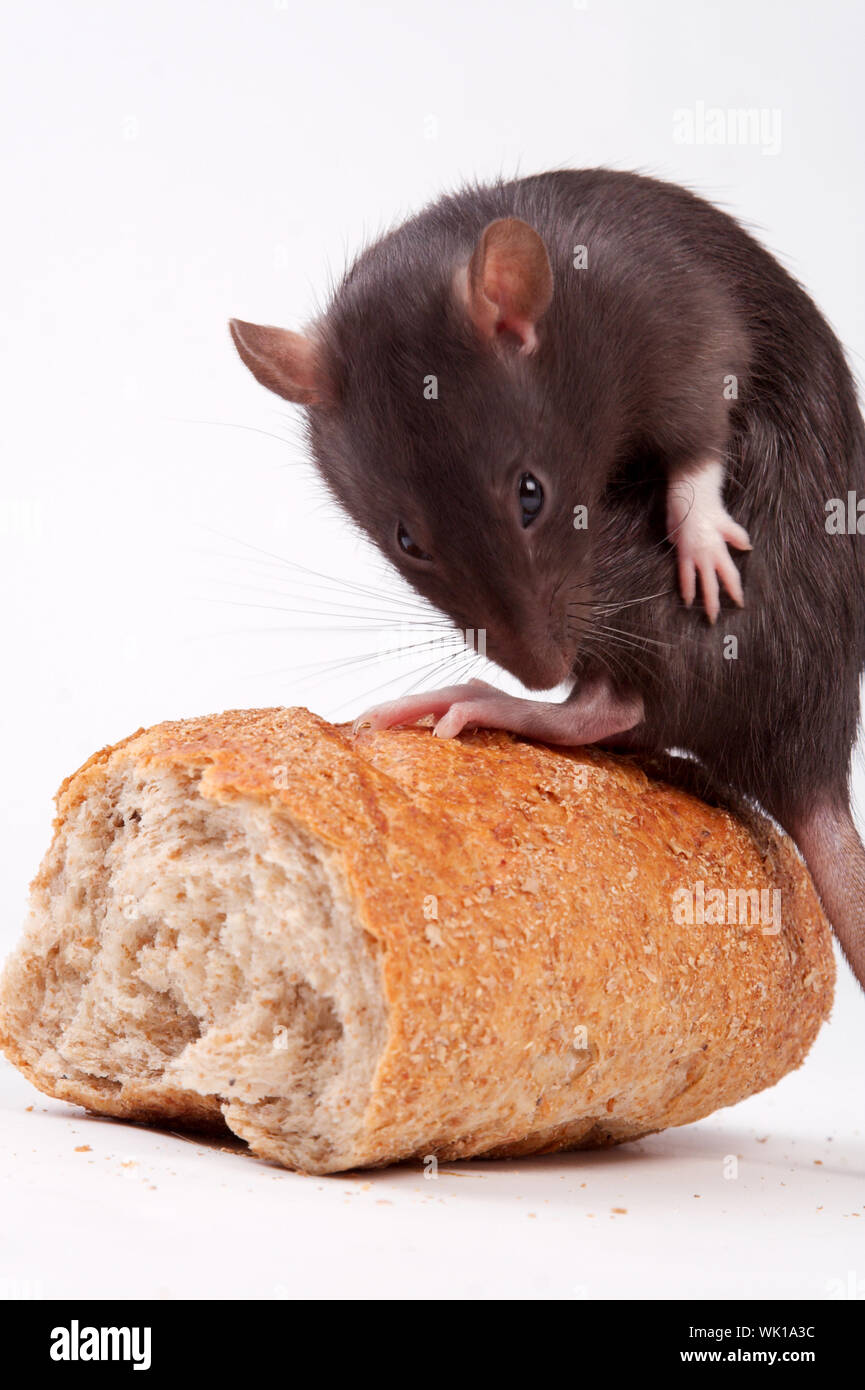 Rats very clever and artful rodents Stock Photo - Alamy