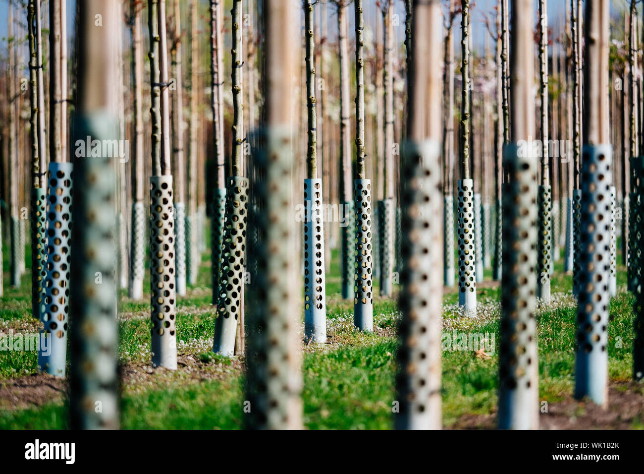 Tree guards hi-res stock photography and images - Alamy