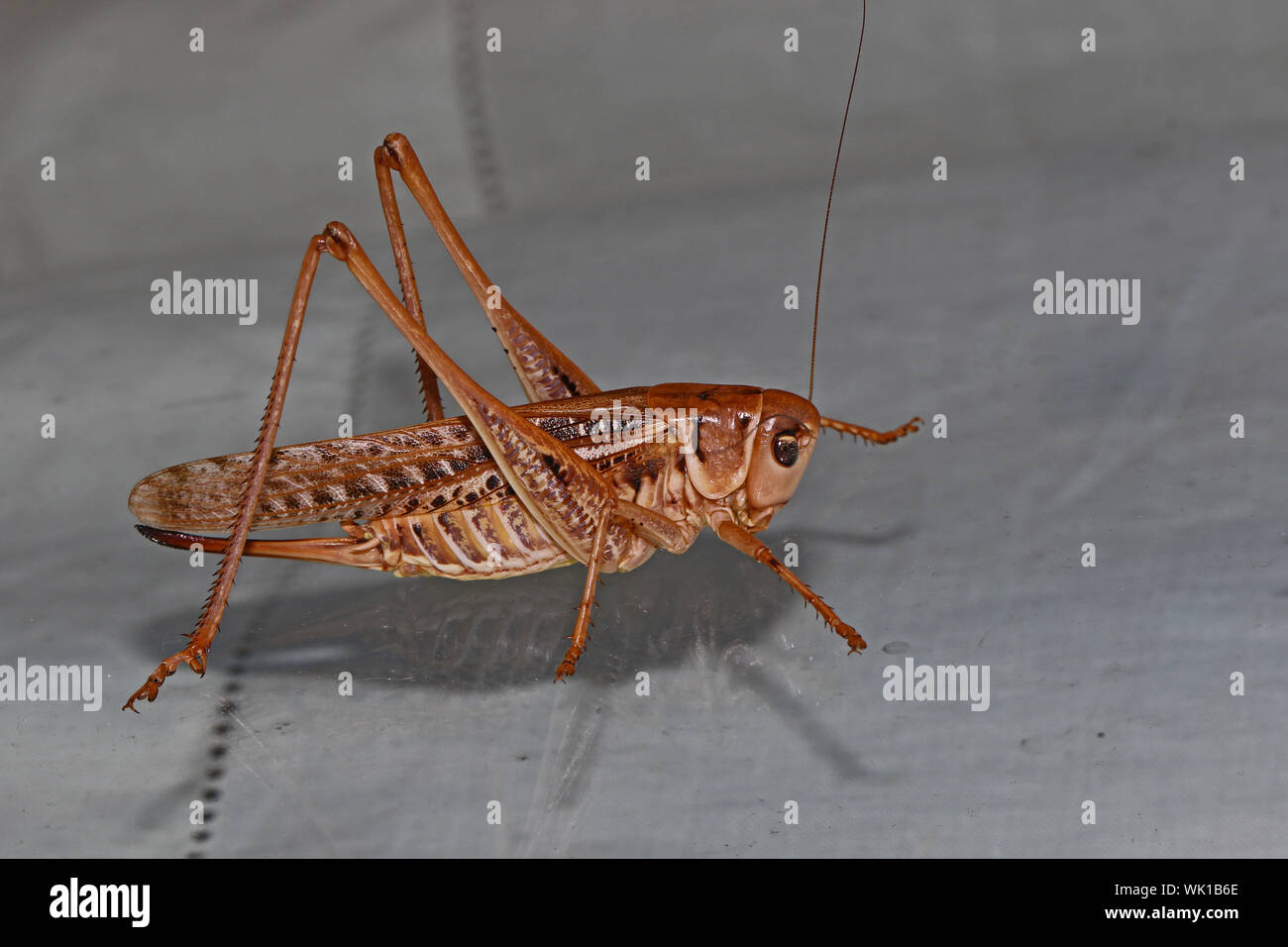 mediterranean wart-biter, wart-bites or white faced cricket Latin ...