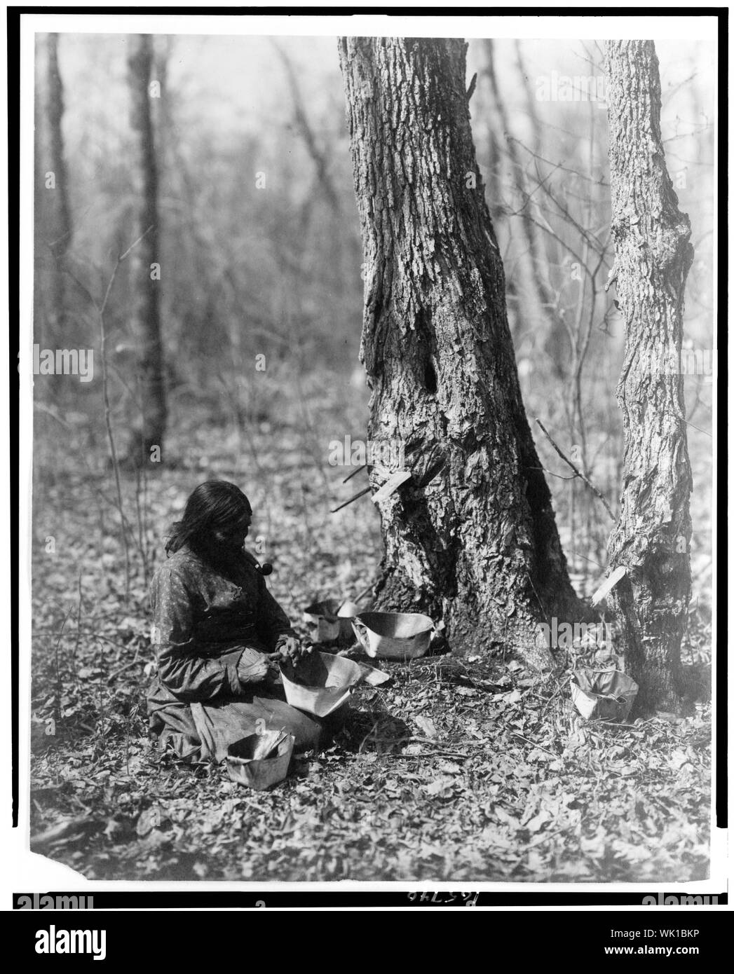 Maple sap extraction hi-res stock photography and images - Alamy