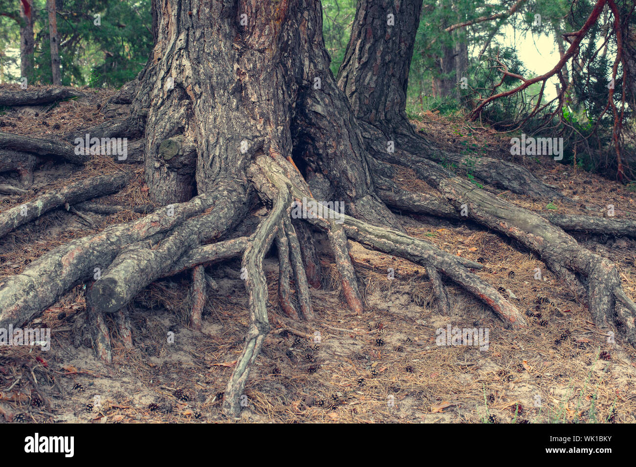 roots of old pine trees closeup, rural landscape Stock Photo - Alamy