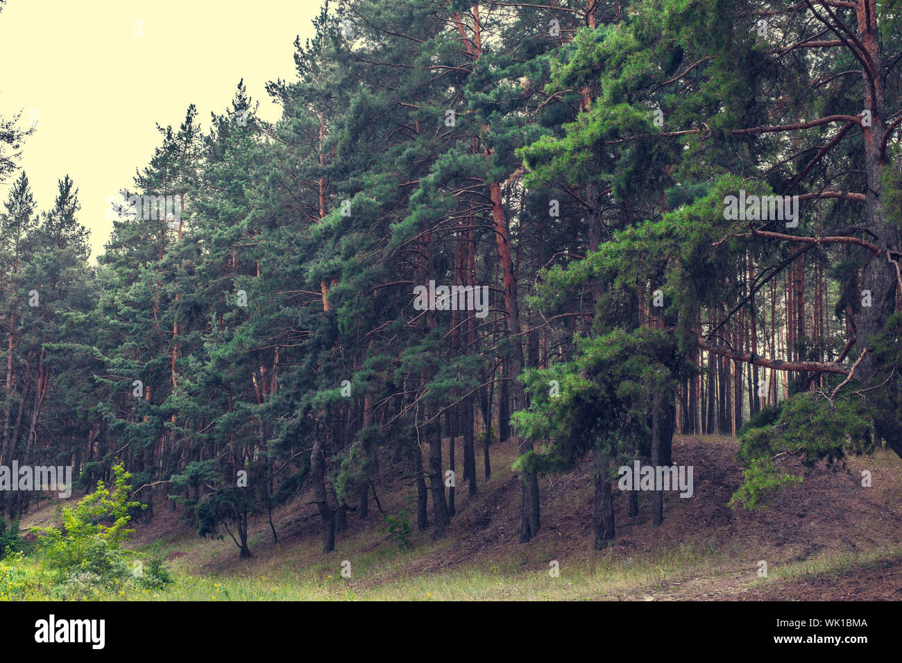 countryside landscape, pine forest on a summer day Stock Photo - Alamy