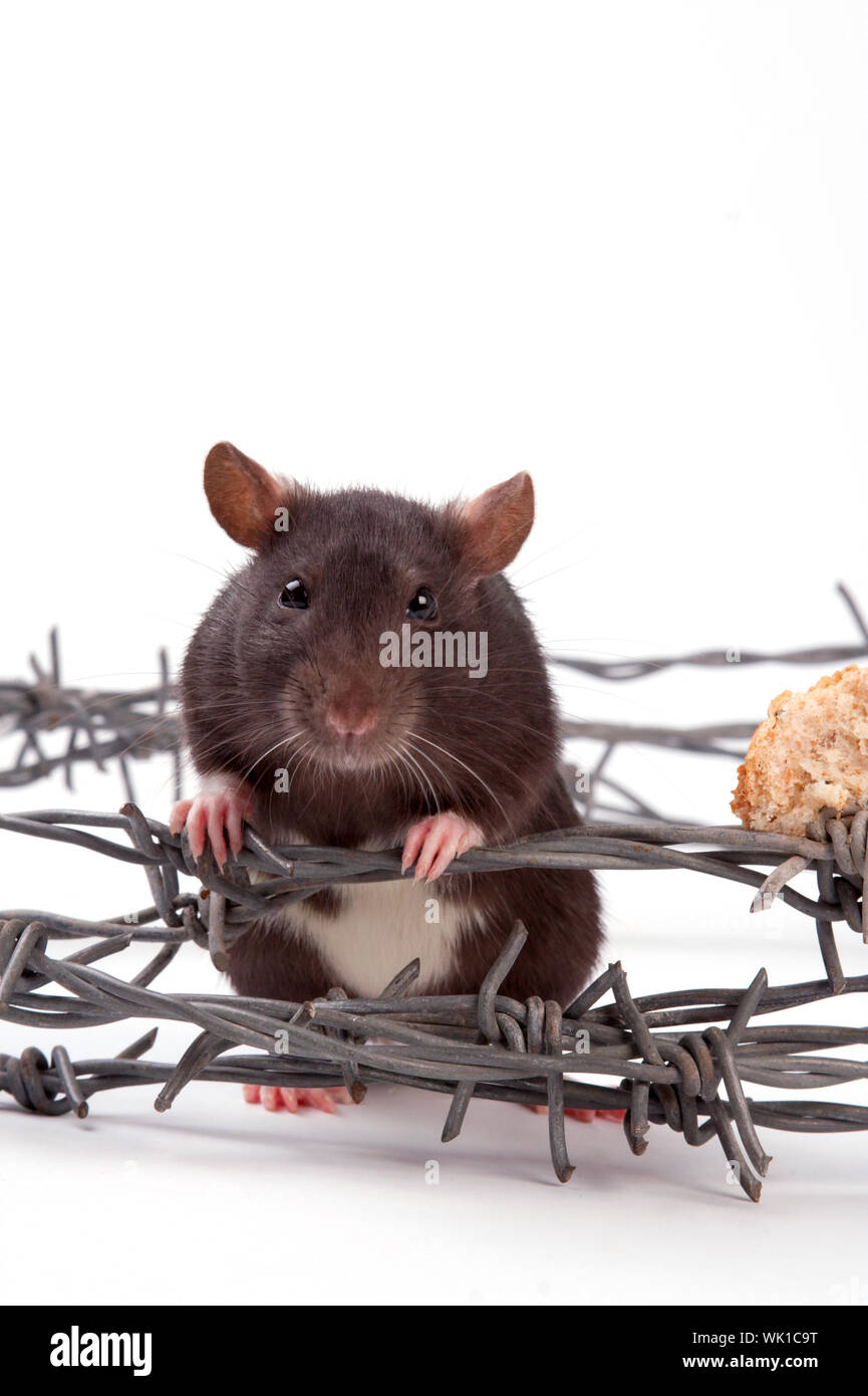 Rats very clever and artful rodents Stock Photo - Alamy