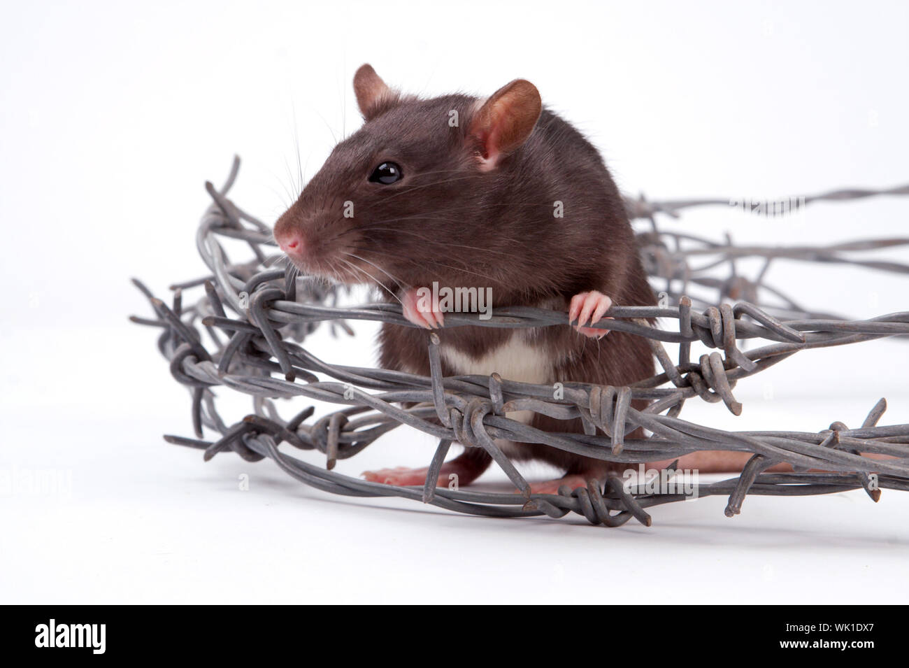 Rats very clever and artful rodents Stock Photo - Alamy