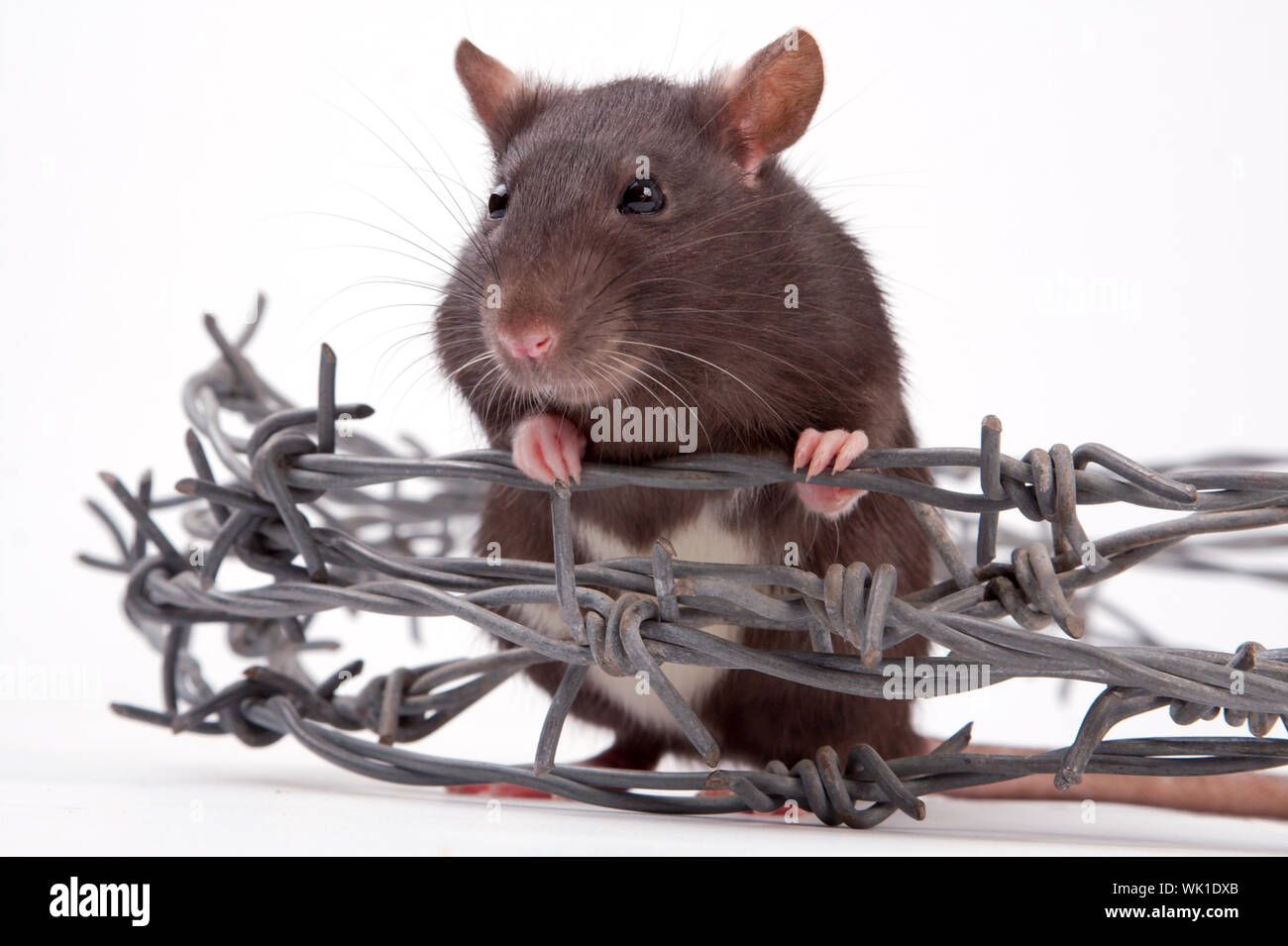 Rats barrier hi-res stock photography and images - Alamy