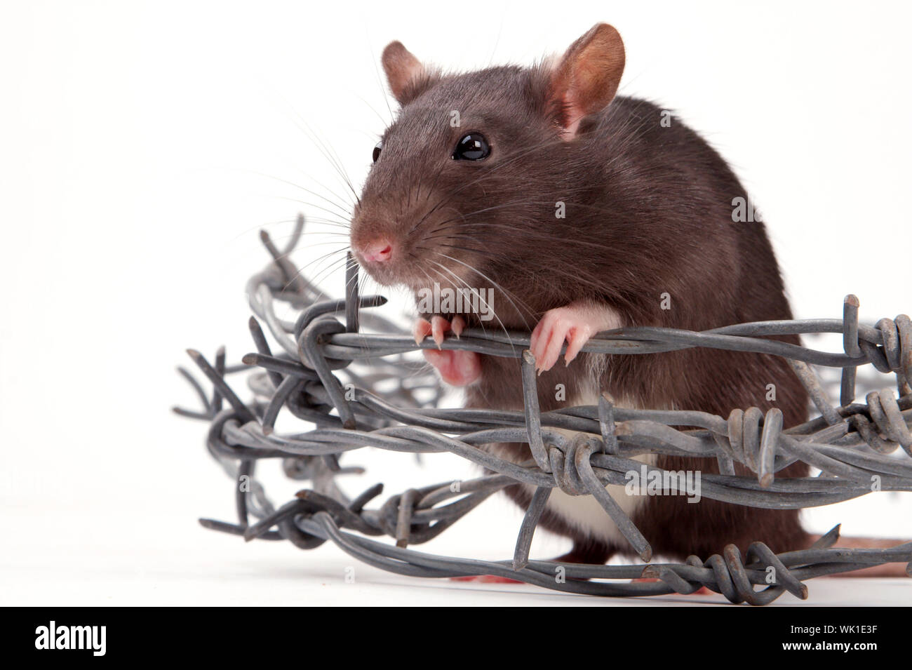 Rats very clever and artful rodents Stock Photo - Alamy